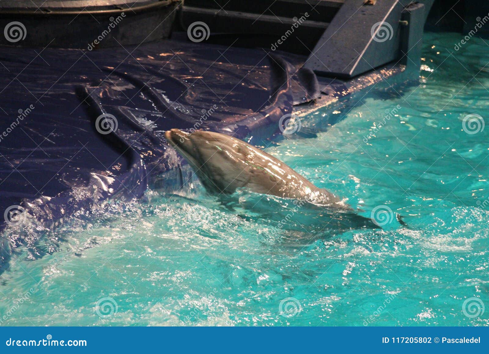 Dolphin Close Up stock photo. Image of shot, wild, ocean - 117205802