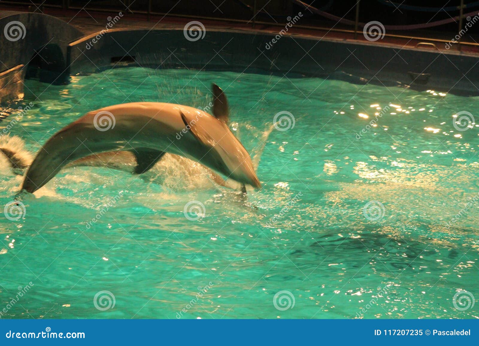 Dolphin Close Up stock image. Image of close, surface - 117207235
