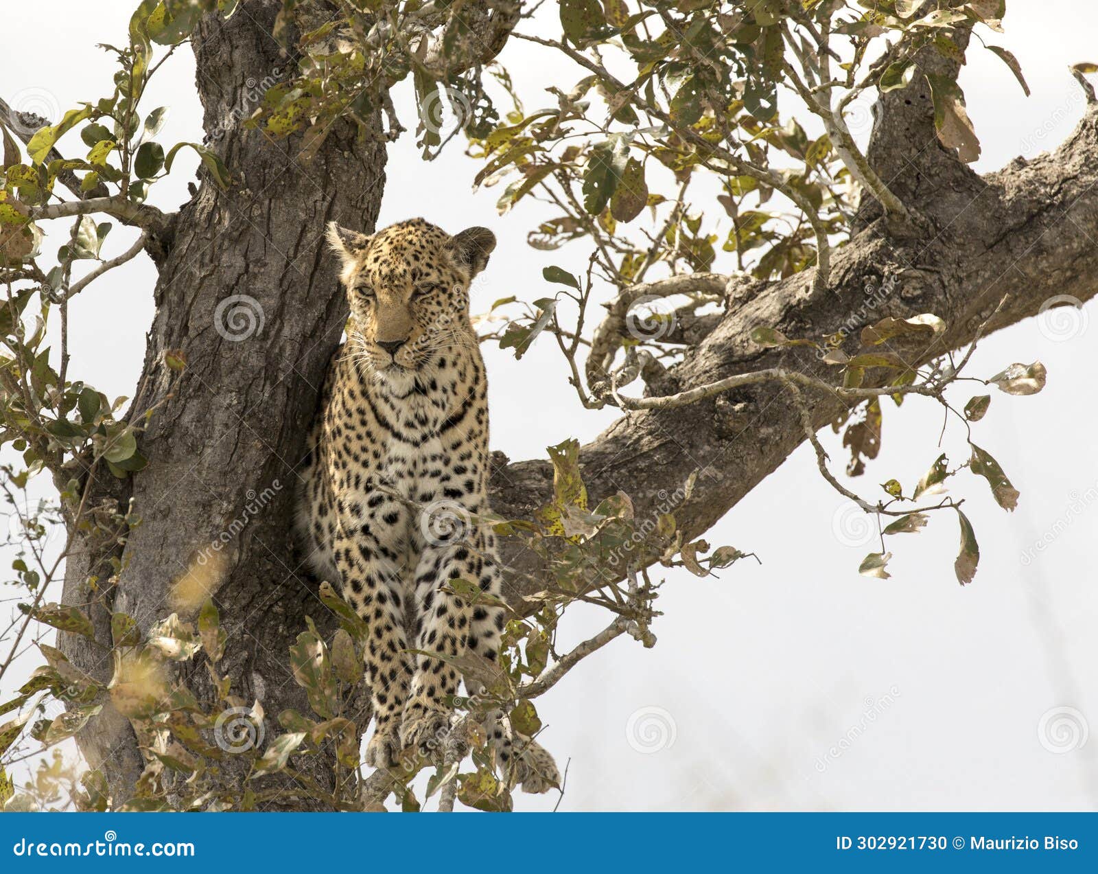 A Nice Shot of Leopard on Tree Stock Photo - Image of nature, five ...
