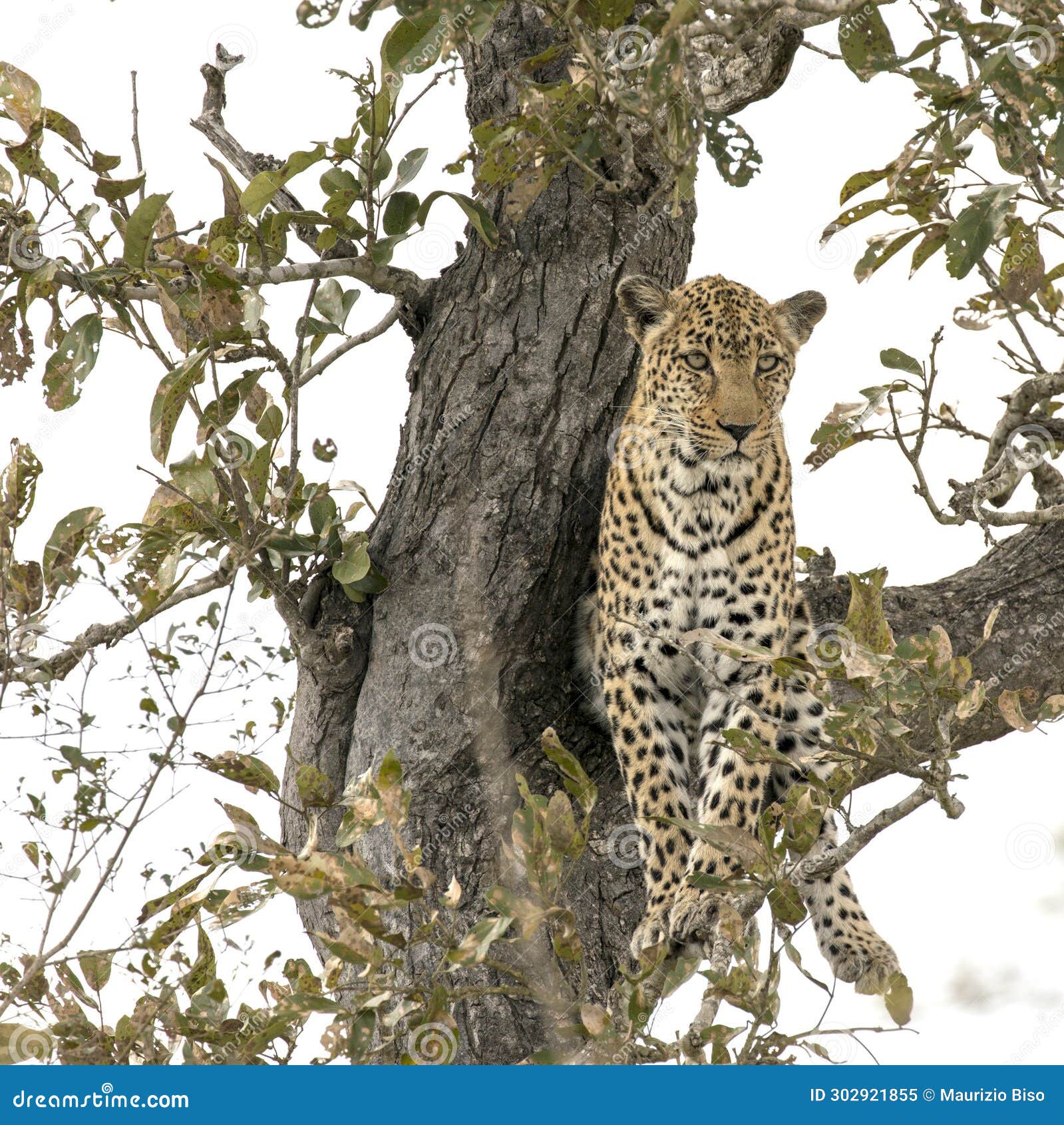 A Nice Shot of Leopard on Tree Stock Image - Image of reserve, kruger ...