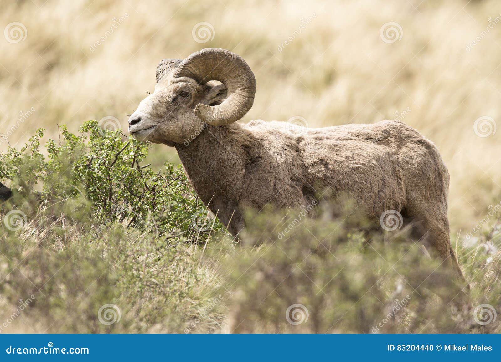 Nice Side View of Bighorn Ram Stock Photo - Image of bighorn, browsing ...