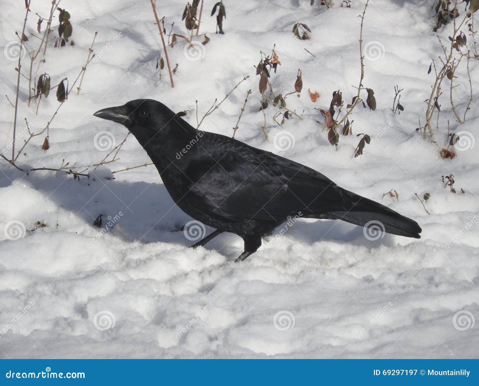 Nice Side View of a Crow Closeup Stock Image - Image of crow, closeup ...