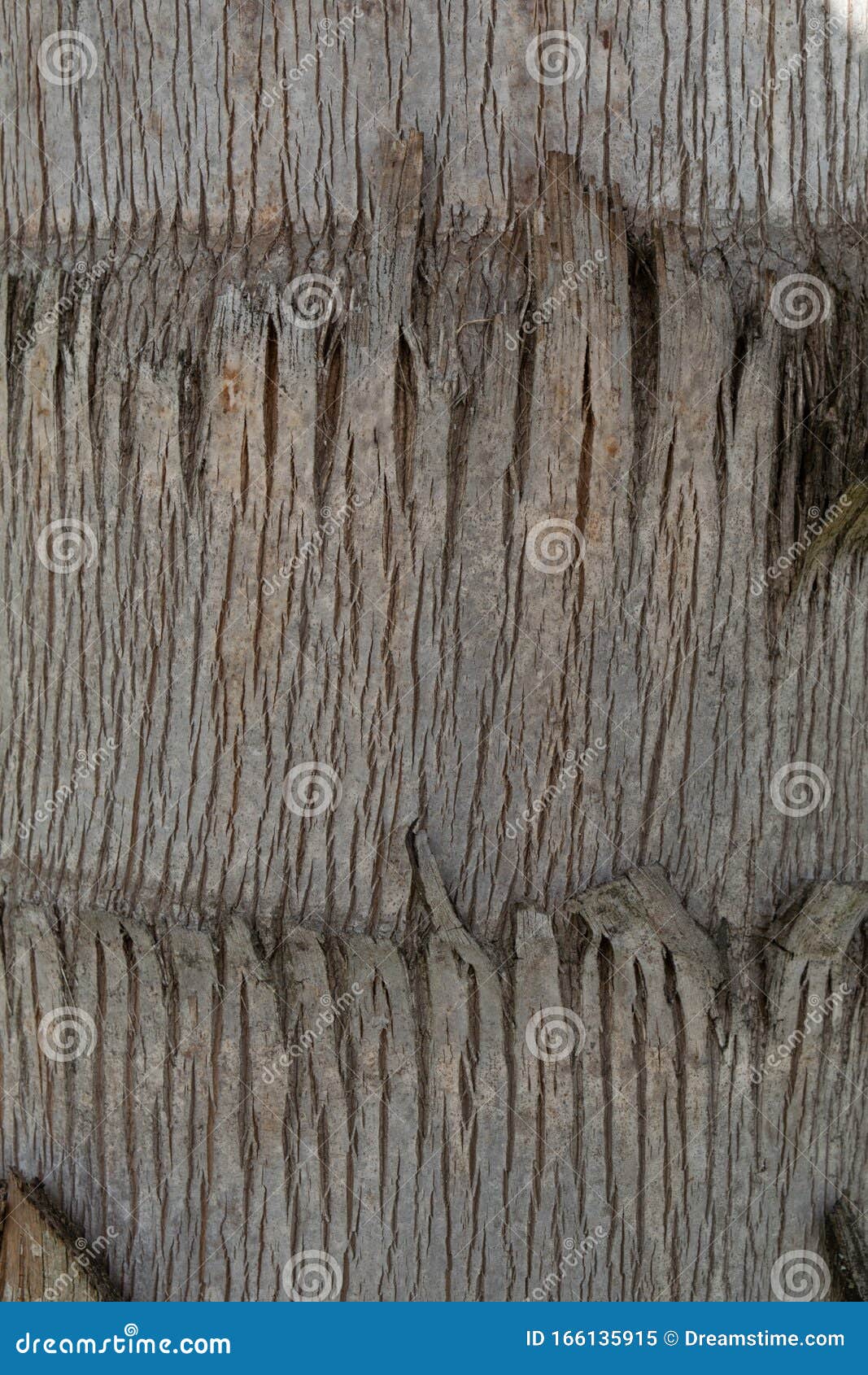 Nice Simple Palm Tree`s Trunk Texture Stock Image - Image of creates ...