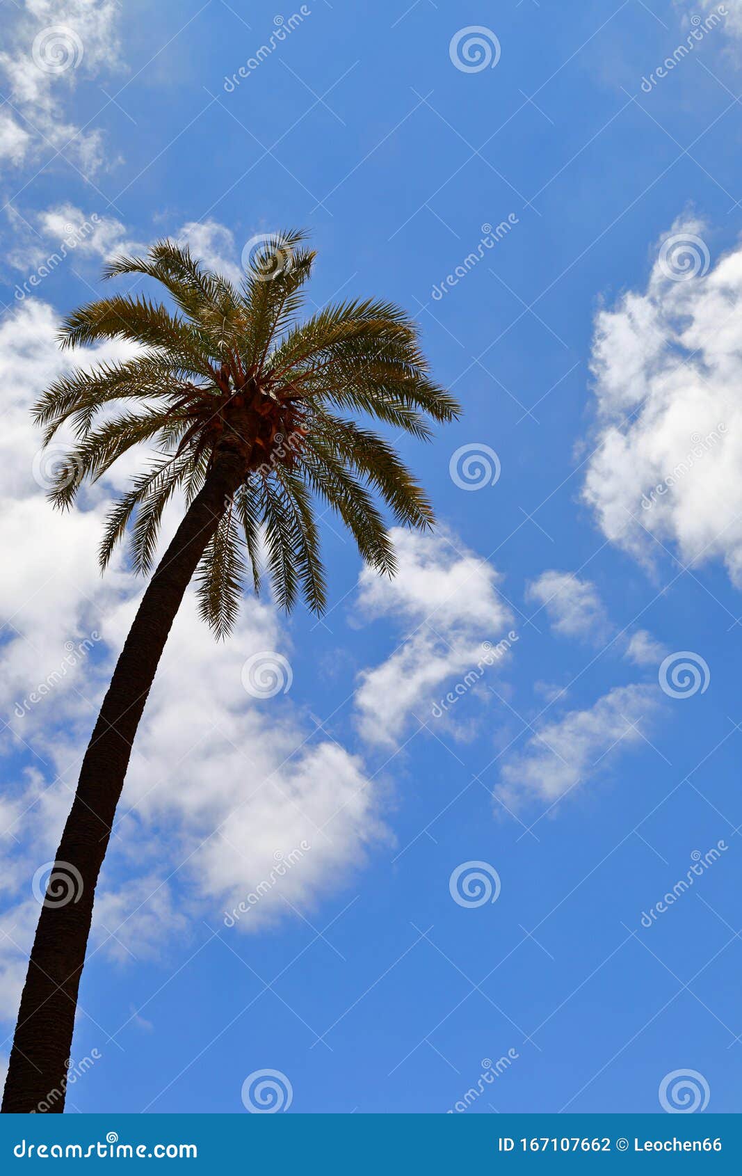 Nice Single Palm Trees Against Blue Sky and Cloud. Stock Photo - Image ...