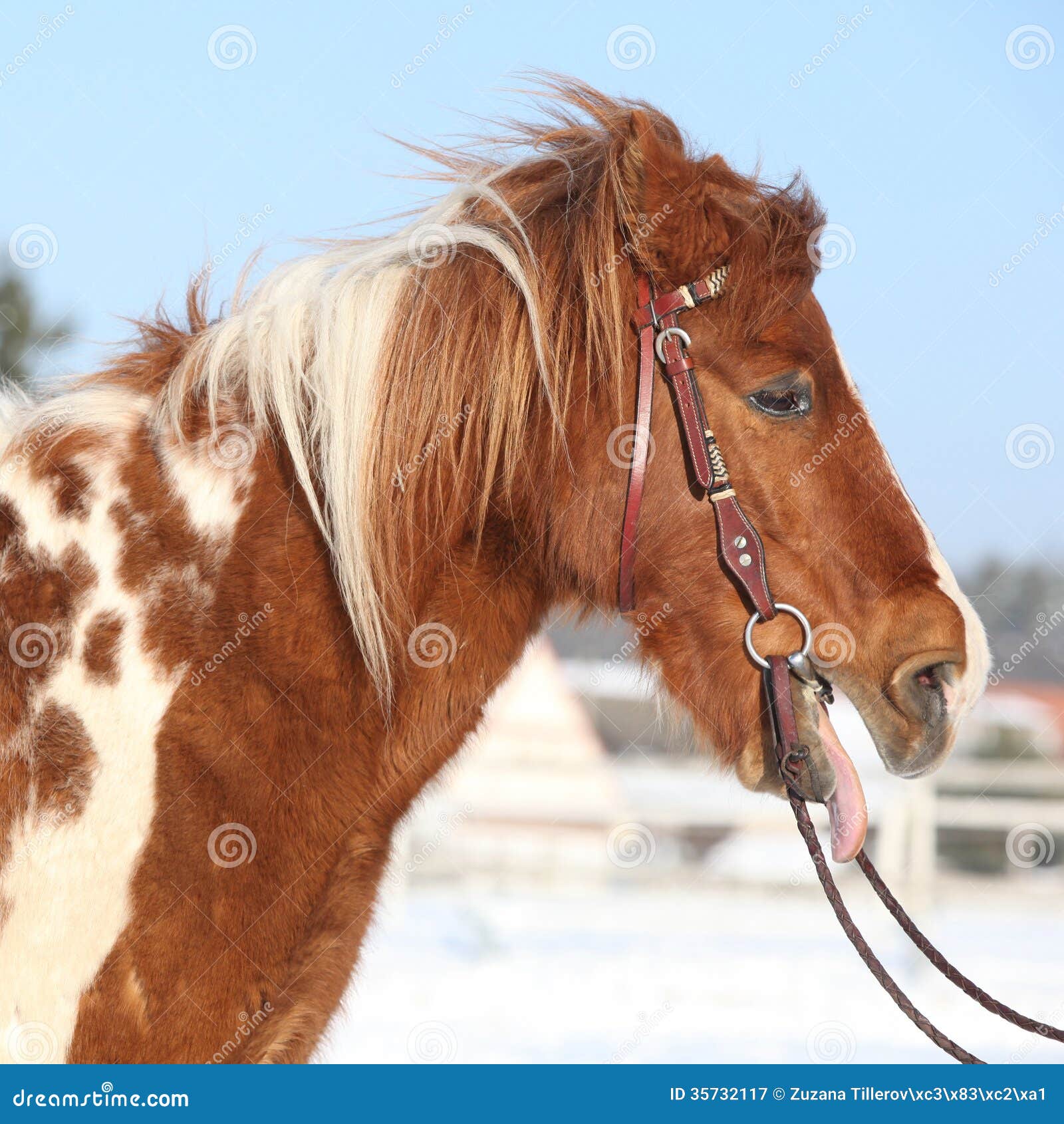 Nice Skewbald Yawning Pony In Winter Royalty-Free Stock Photography ...