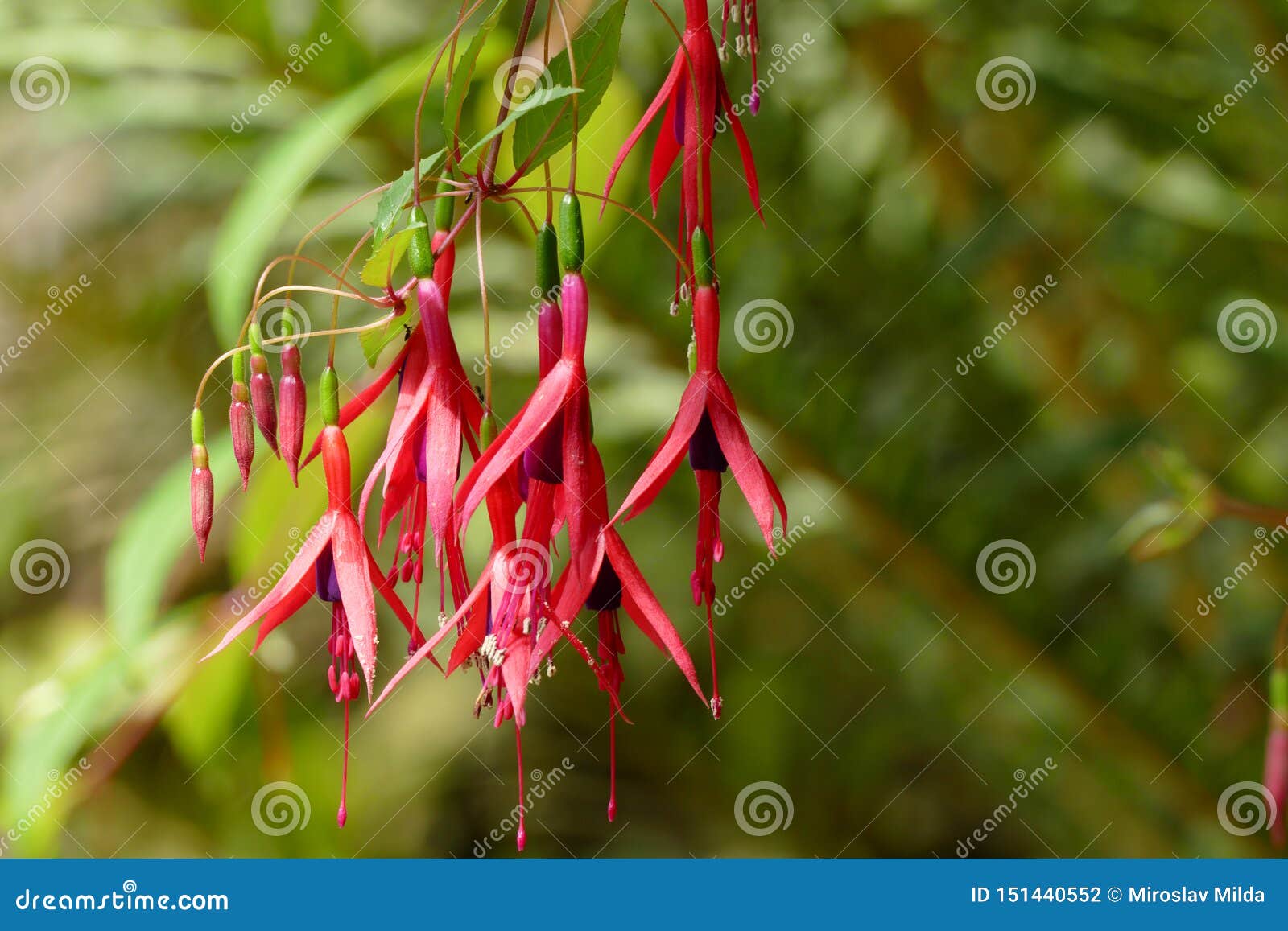 Nice Slim Floret Cultivar of Fuchsia Stock Photo - Image of botany ...