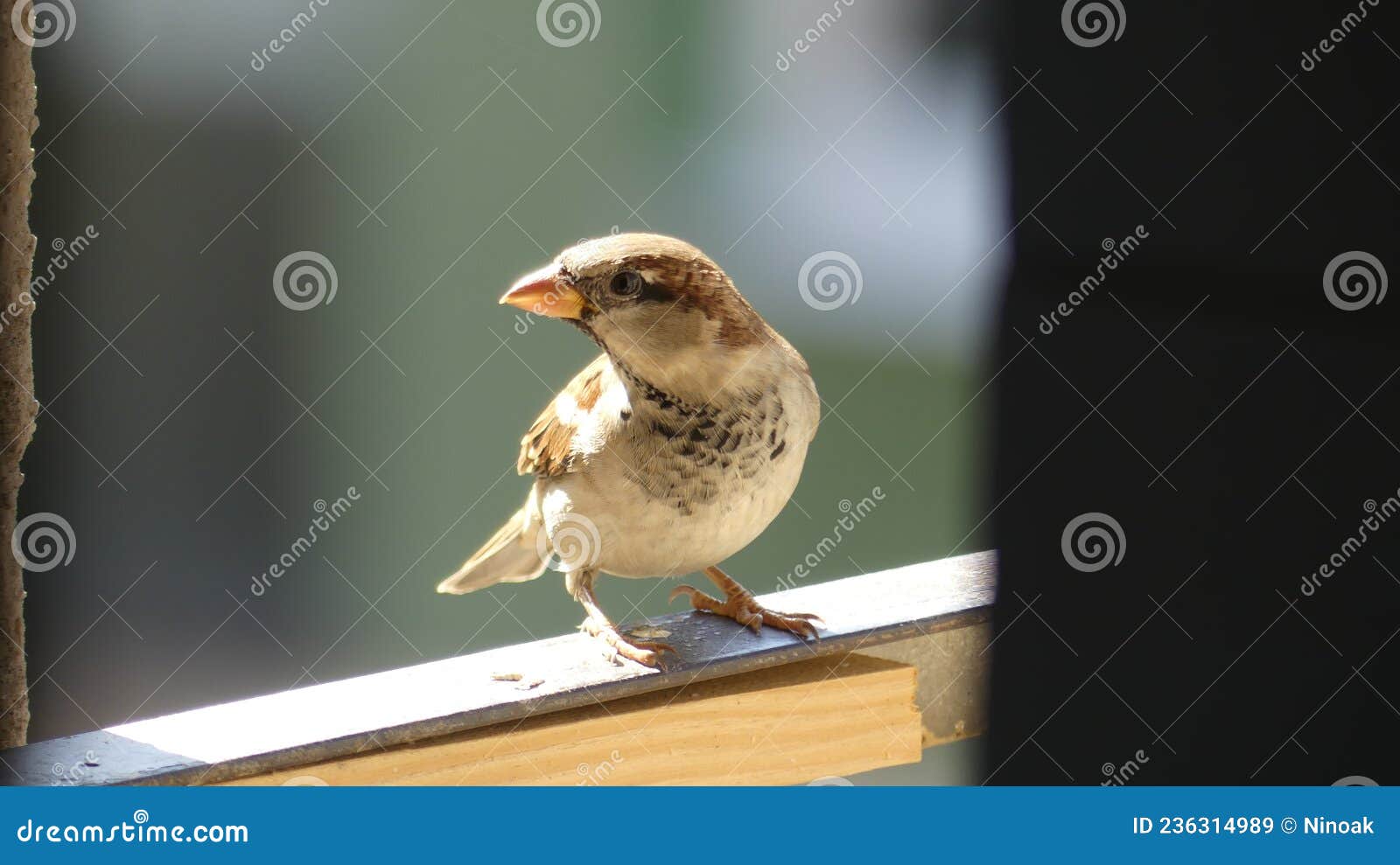 Nice Small Bird on My Window Stock Image - Image of bird, white: 236314989
