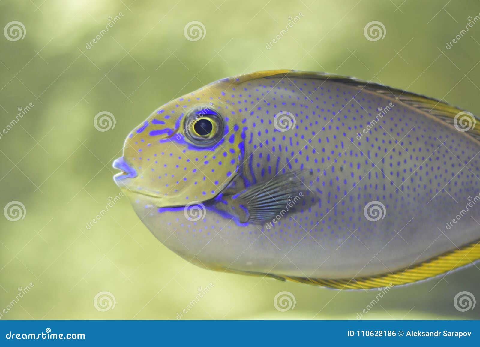 Nice, Small, Blue Sea Fish. Stock Photo - Image of color, nice: 110628186