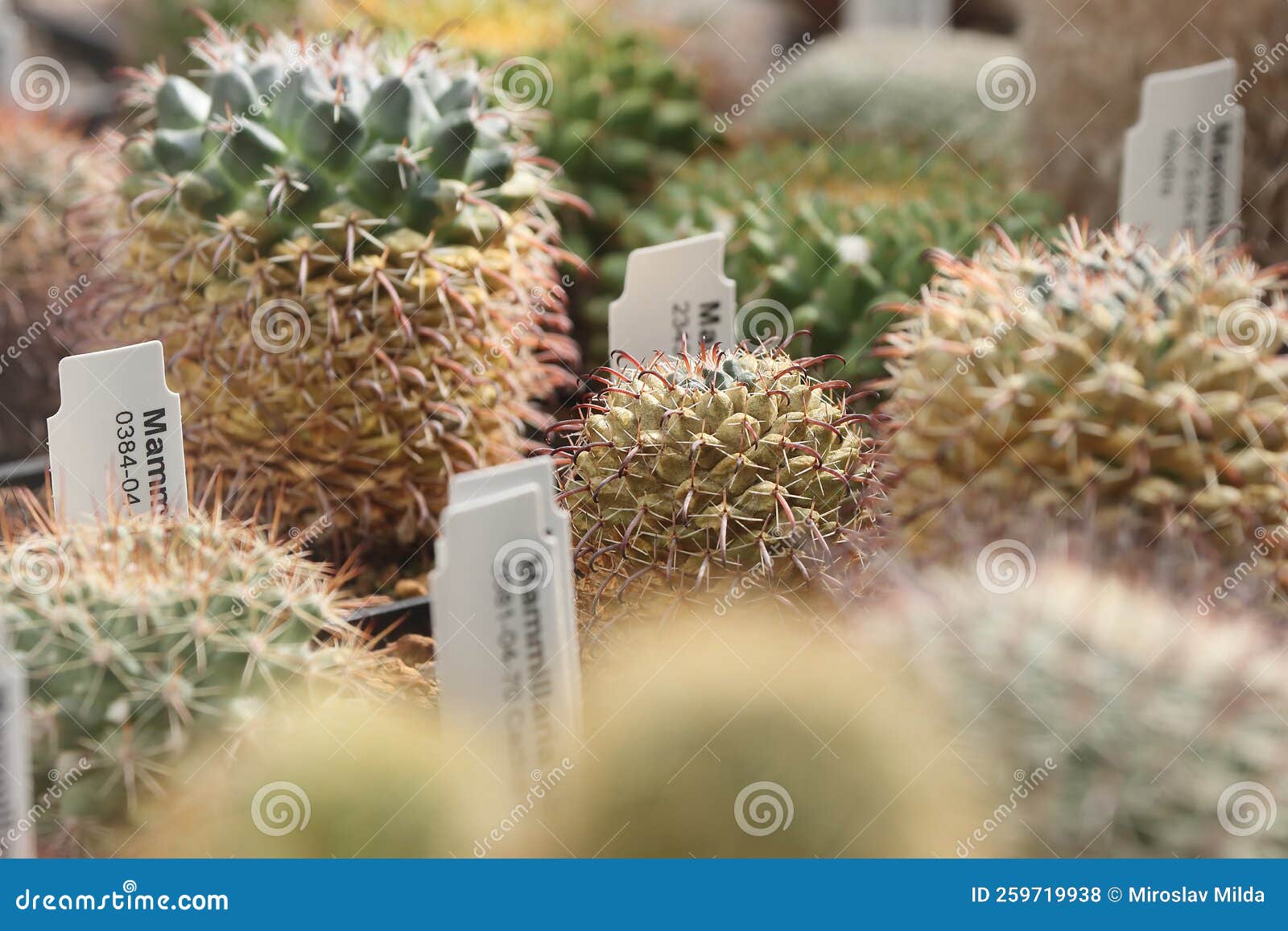 Nice small cactis in shop stock photo. Image of plant - 259719938