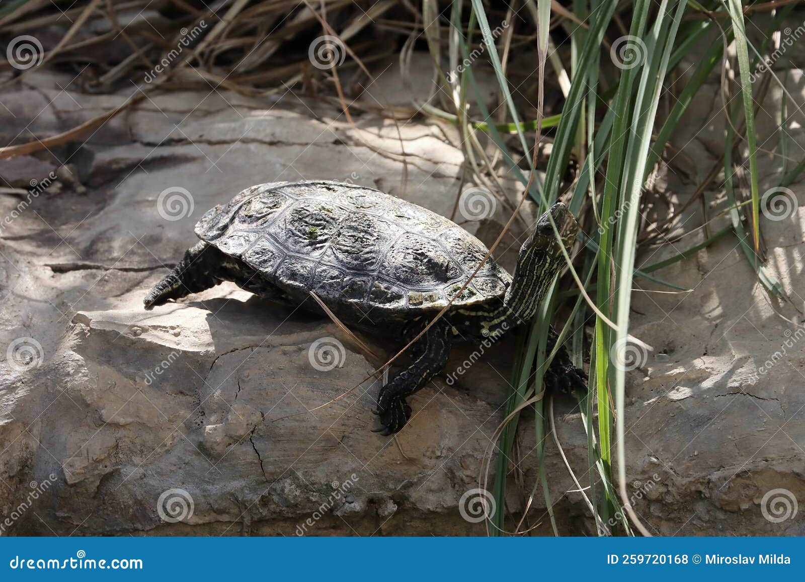 Nice small colorful turtle stock photo. Image of scale - 259720168