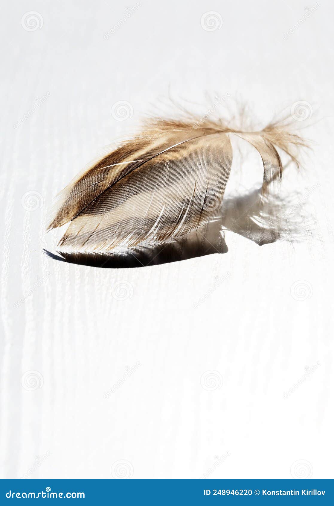 Feather with Shadow stock photo. Image of abstract, freedom - 248946220