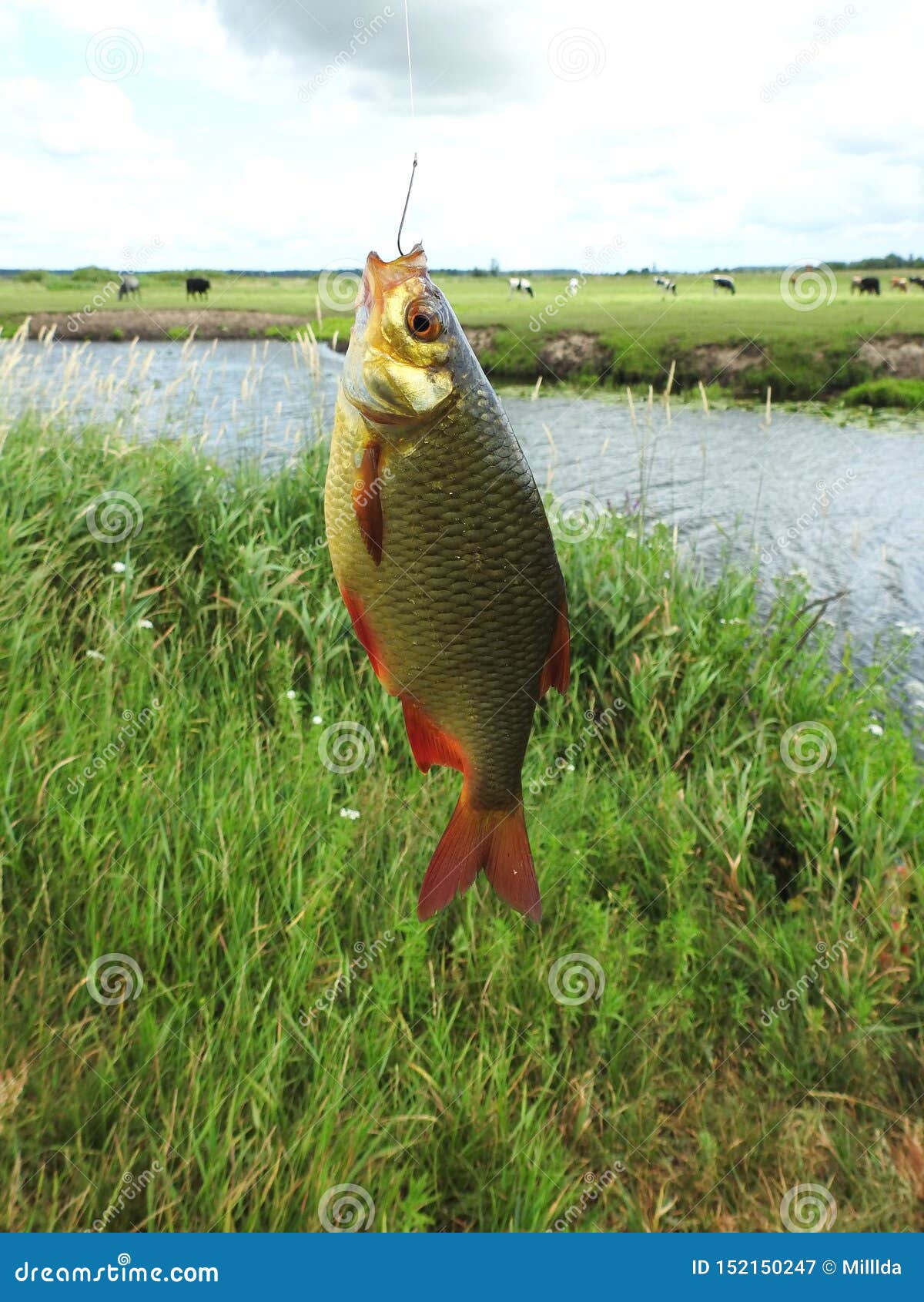Catch Beautiful Small Fish, Lithuania Stock Image - Image of gray ...