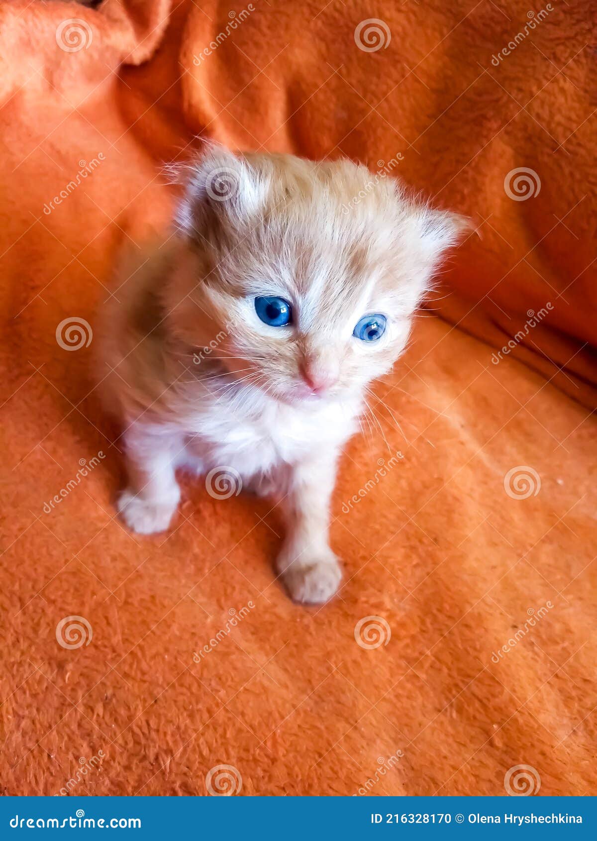 Nice small ginger cat. stock photo. Image of fluffy - 216328170
