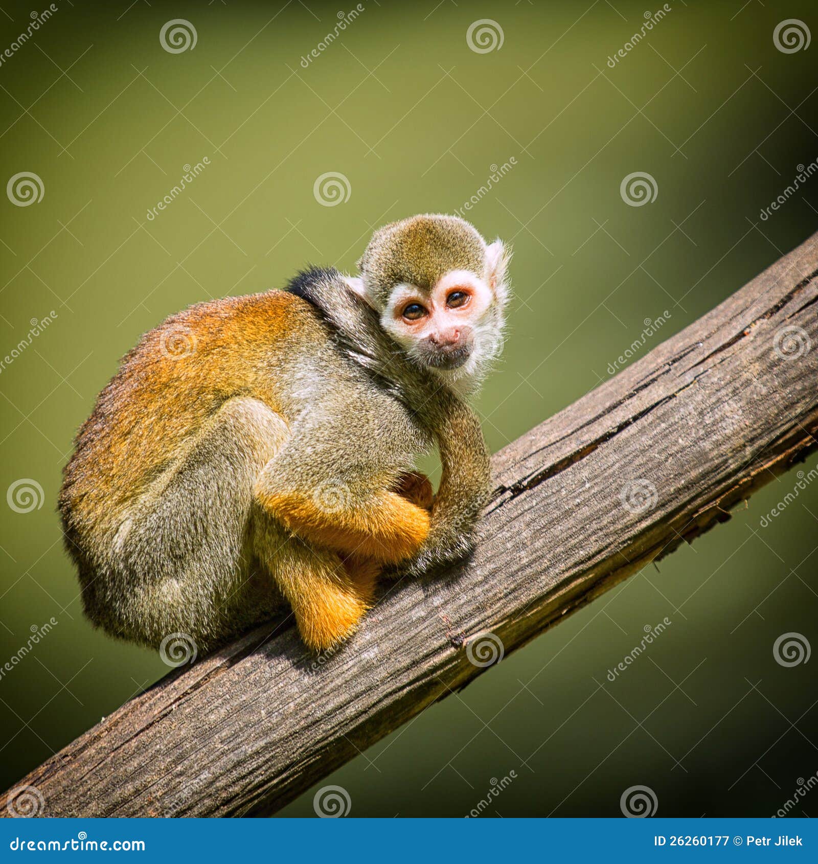 A nice small monkey stock image. Image of malaysia, furry - 26260177
