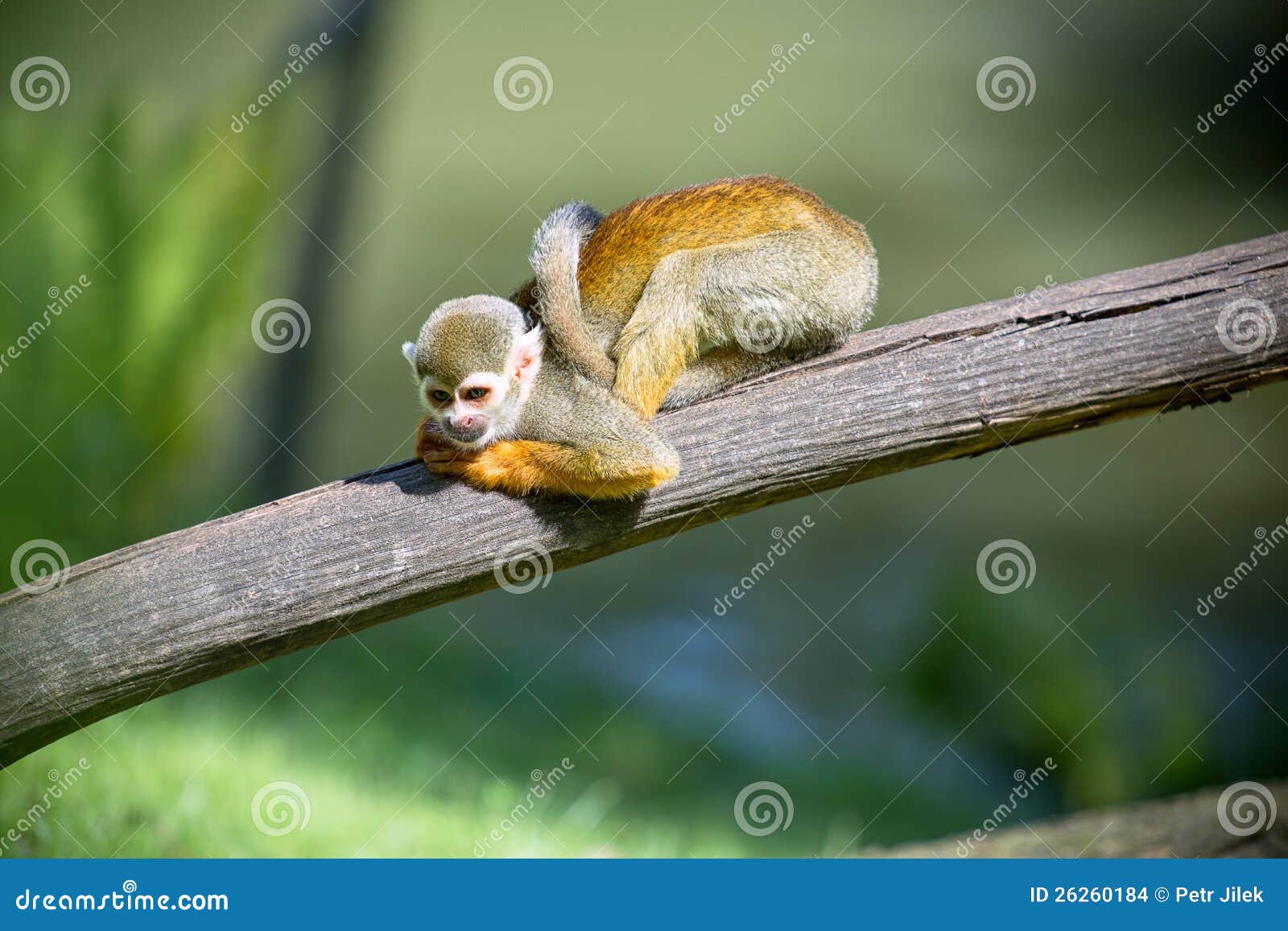 A nice small monkey stock photo. Image of looking, jungle - 26260184