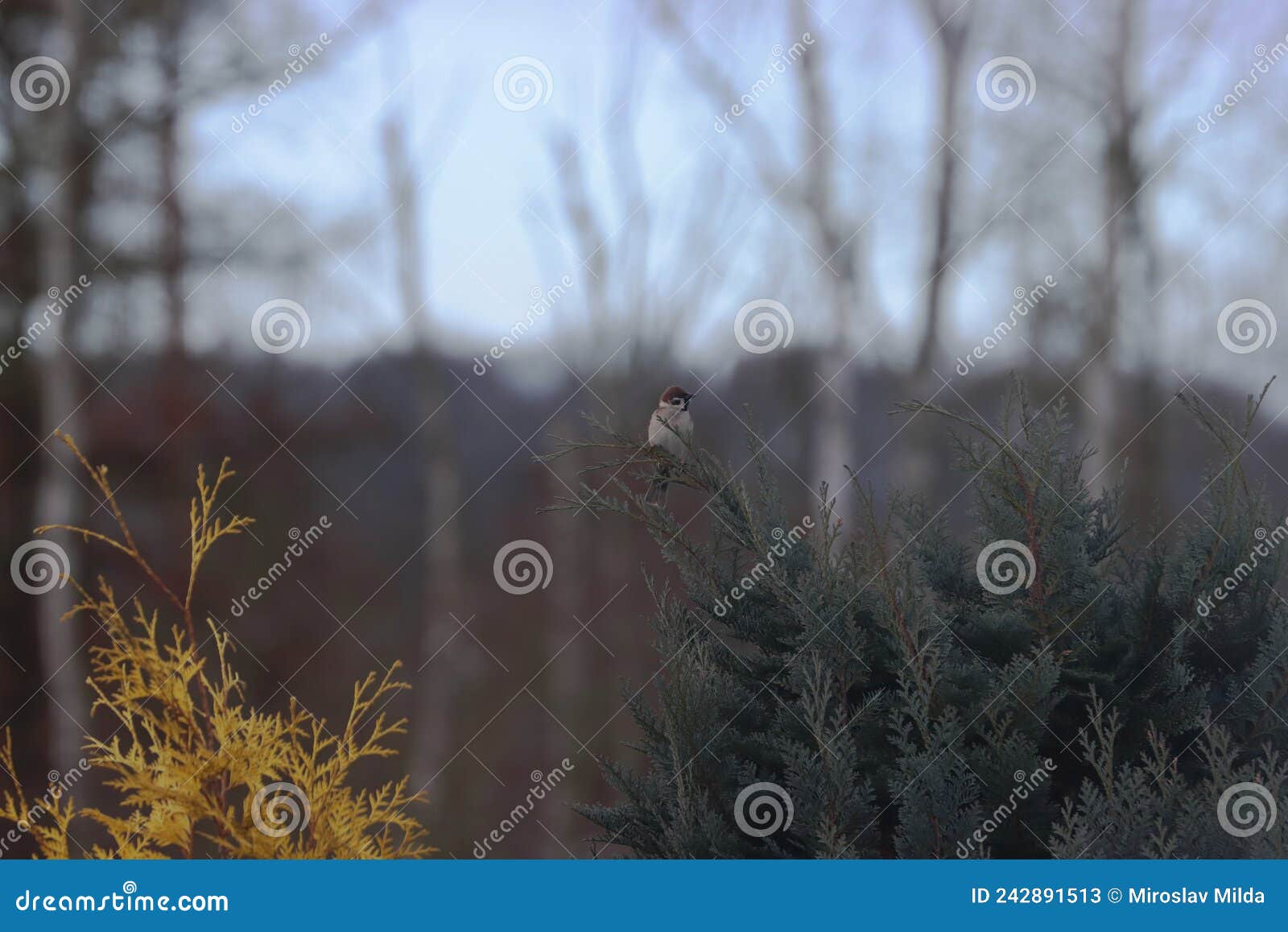 Nice Small Sparrow at Shrub Stock Image - Image of fauna, trees: 242891513
