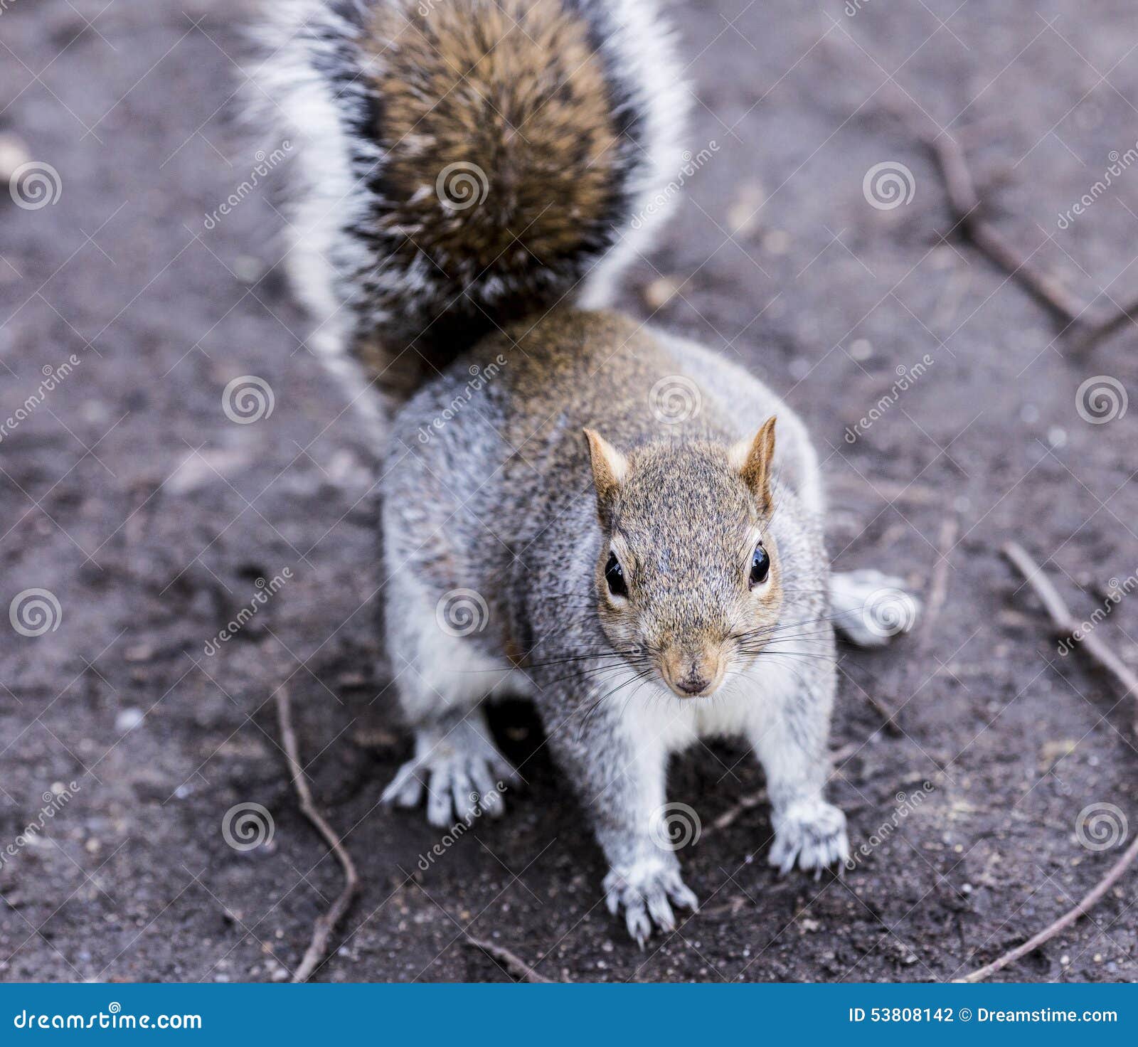 Nice Small Squirrel in the Park Stock Photo - Image of mother, wood ...