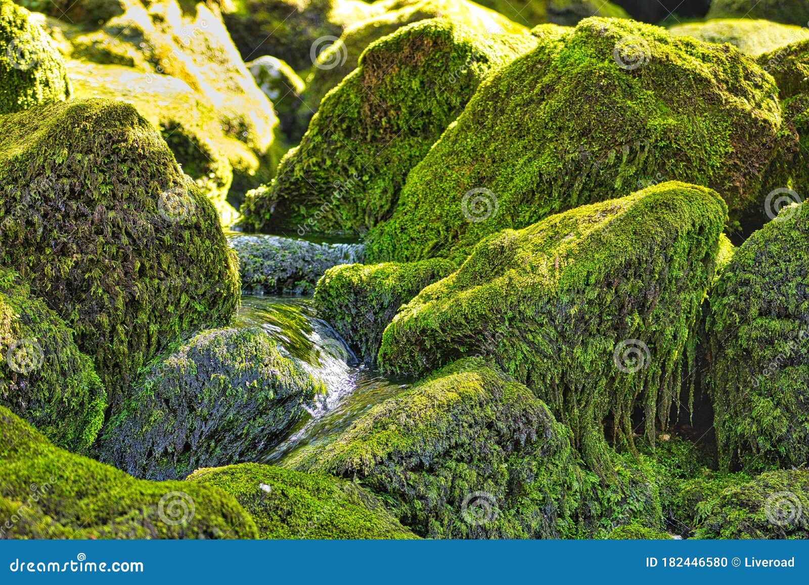 Stream Trickling Past Early Spring Moss Covered Stones Stock Photo ...