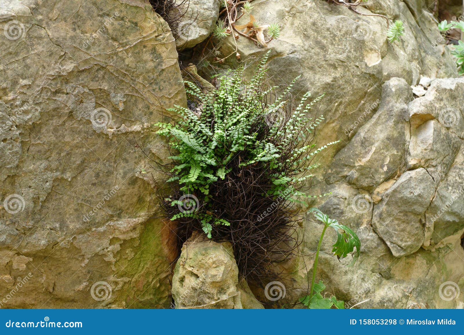 Small tiny fern in rocks stock photo. Image of organic - 158053298