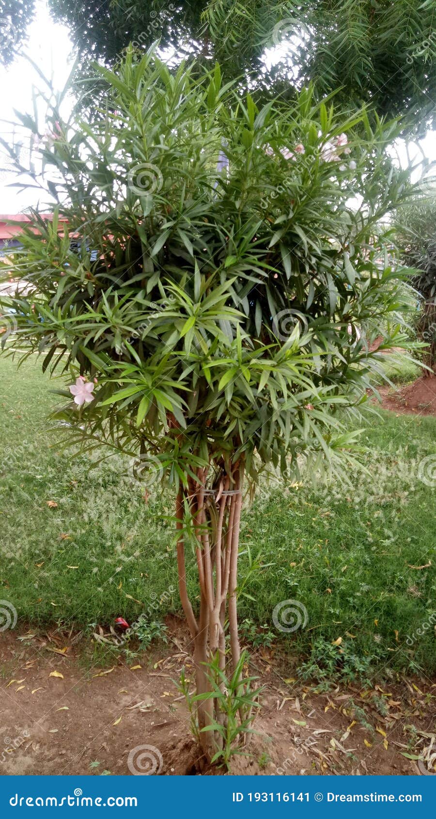 Nice Small Tree in a Garden Stock Image - Image of small, nice: 193116141
