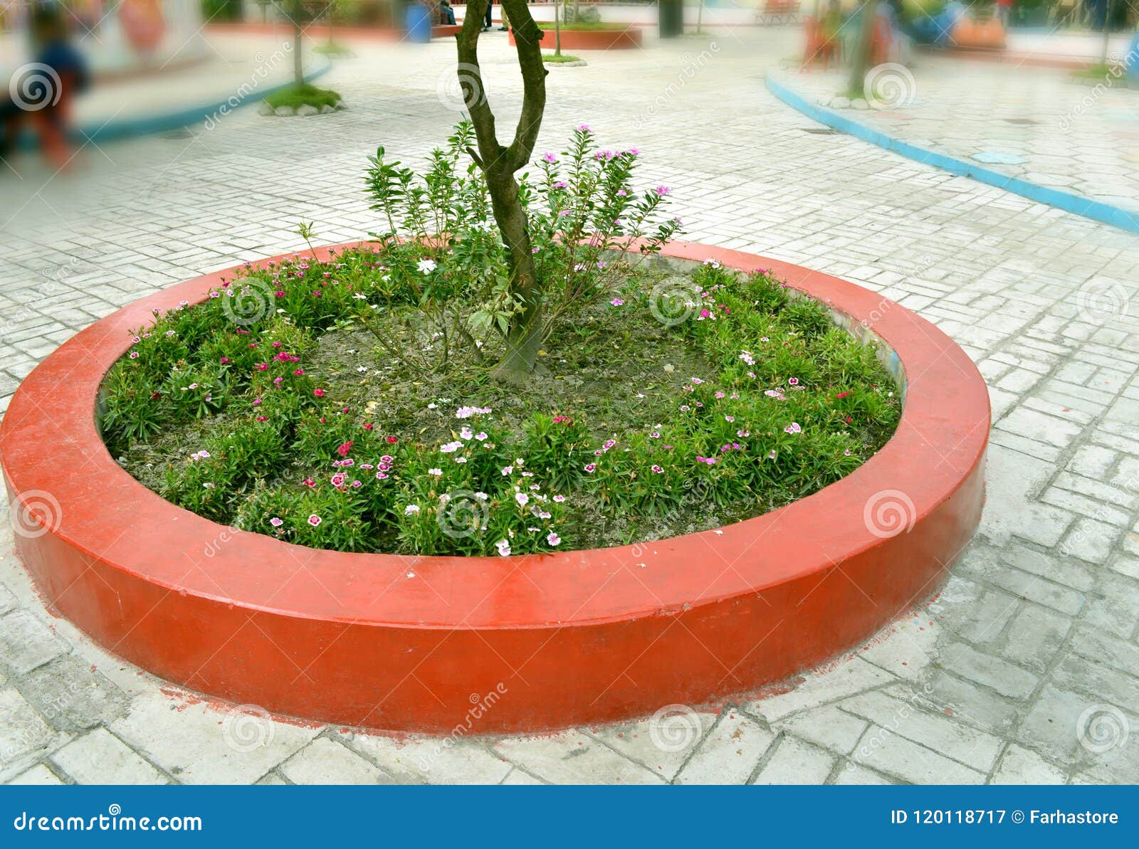 Nice Small Tree on the Public Place Stock Image - Image of bright ...