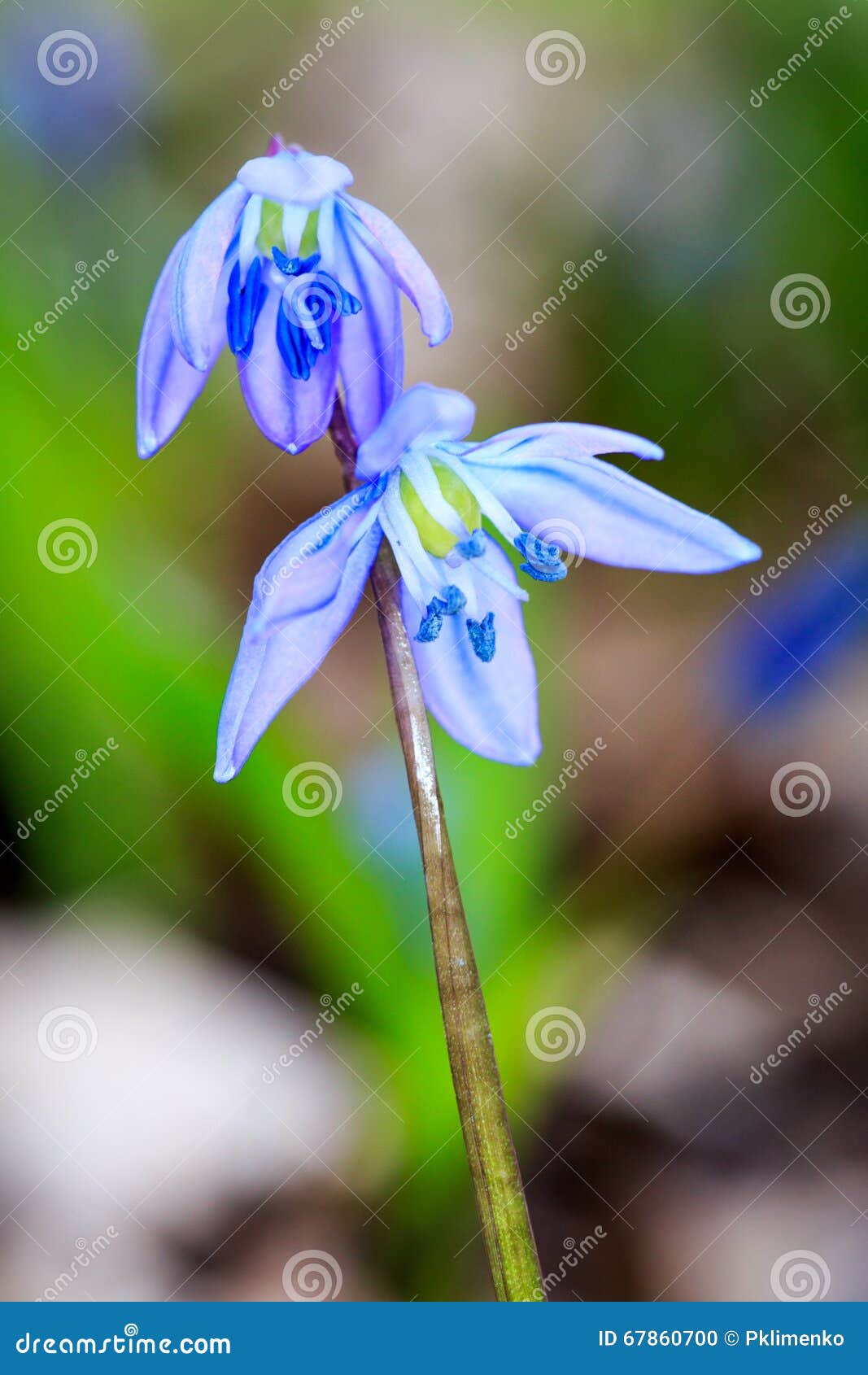 Nice small wild flowers stock photo. Image of beautiful - 67860700