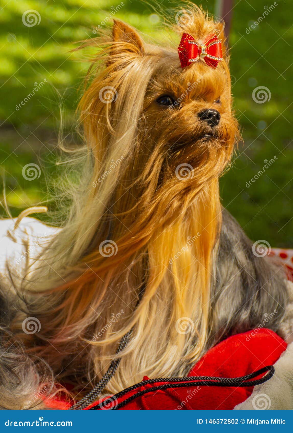 Nice Small Yellow Dog with a Bow Stock Photo - Image of desing, leaf ...