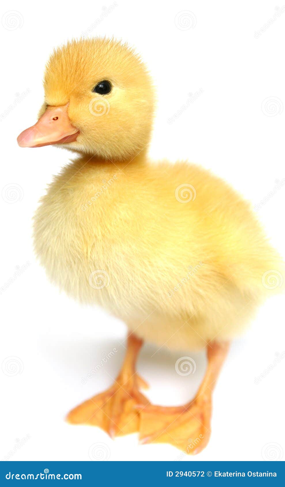 The Nice Small Yellow Goose Stock Photo - Image of small, nice: 2940572