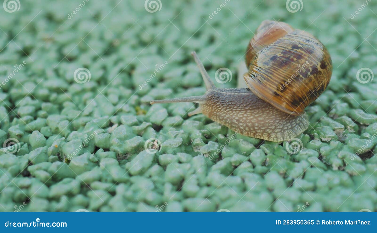 A Nice Snail with Black Stripes on a Green Surface Stock Image - Image ...