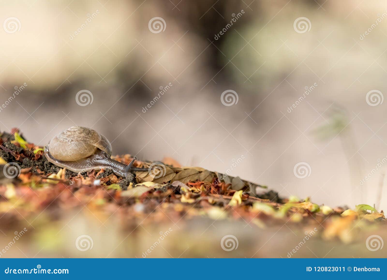 An beautiful nice snail stock image. Image of nature - 120823011