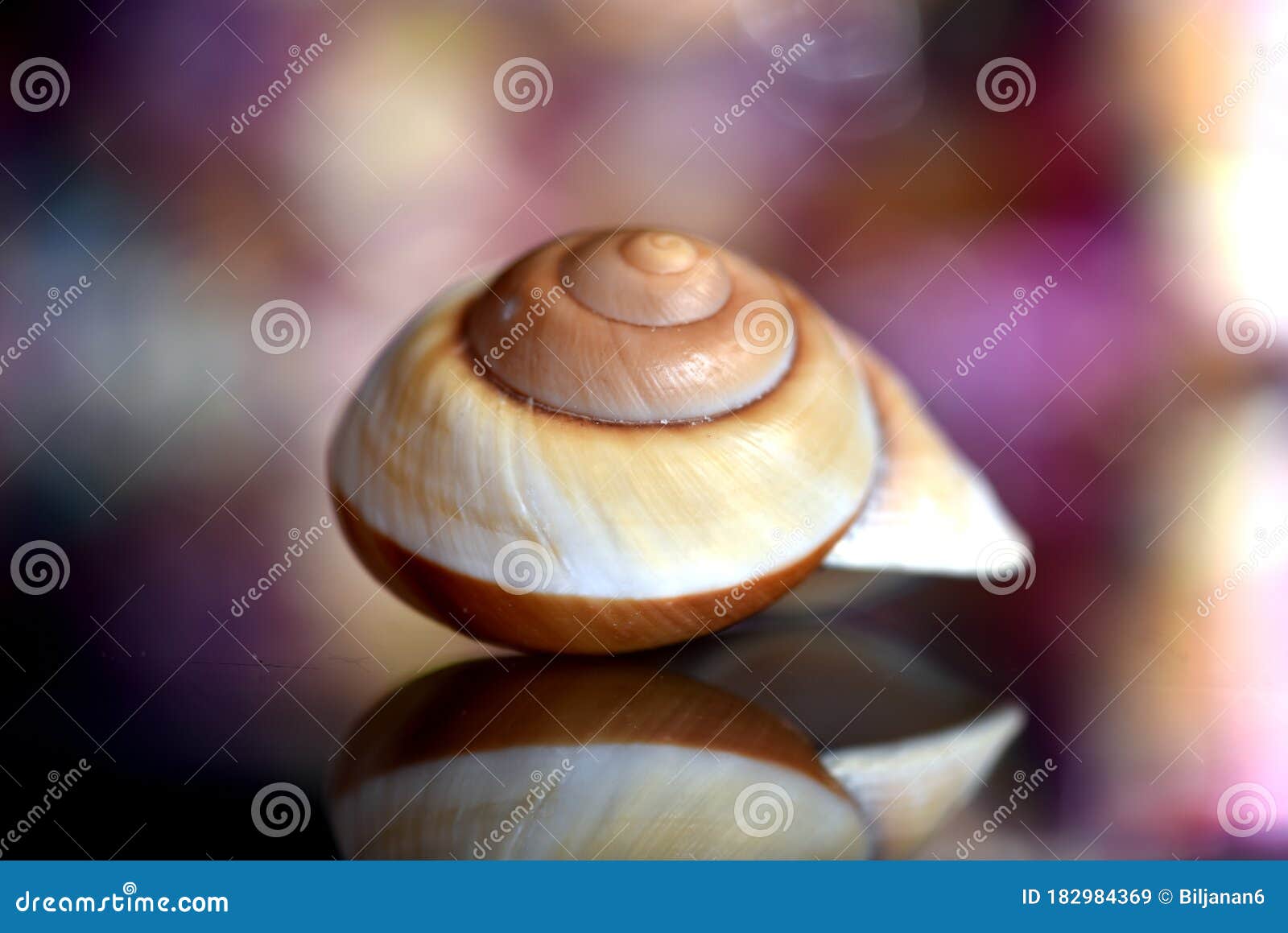 Snail Shell on Mirror Surface Stock Image - Image of mirror, snail ...
