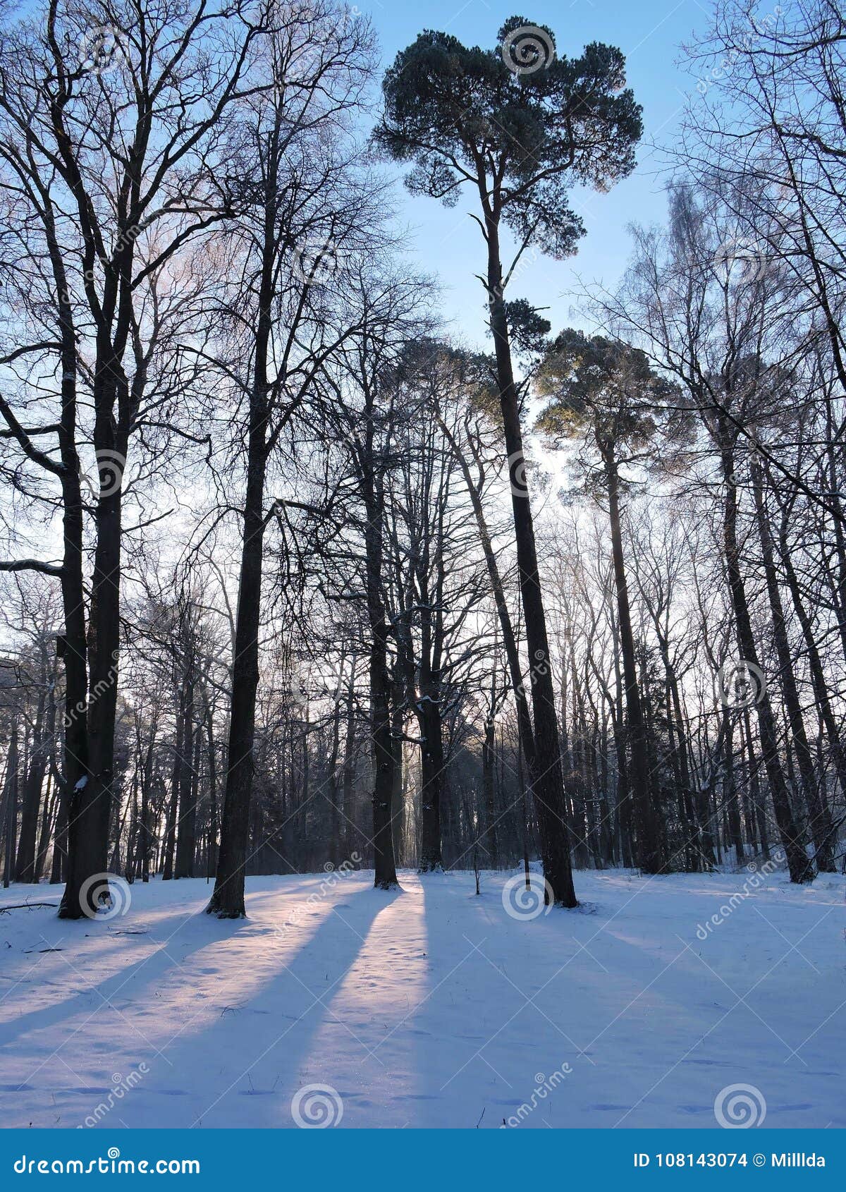 Beautiful Snowy Trees in Winter, Lithuania Stock Photo - Image of ...