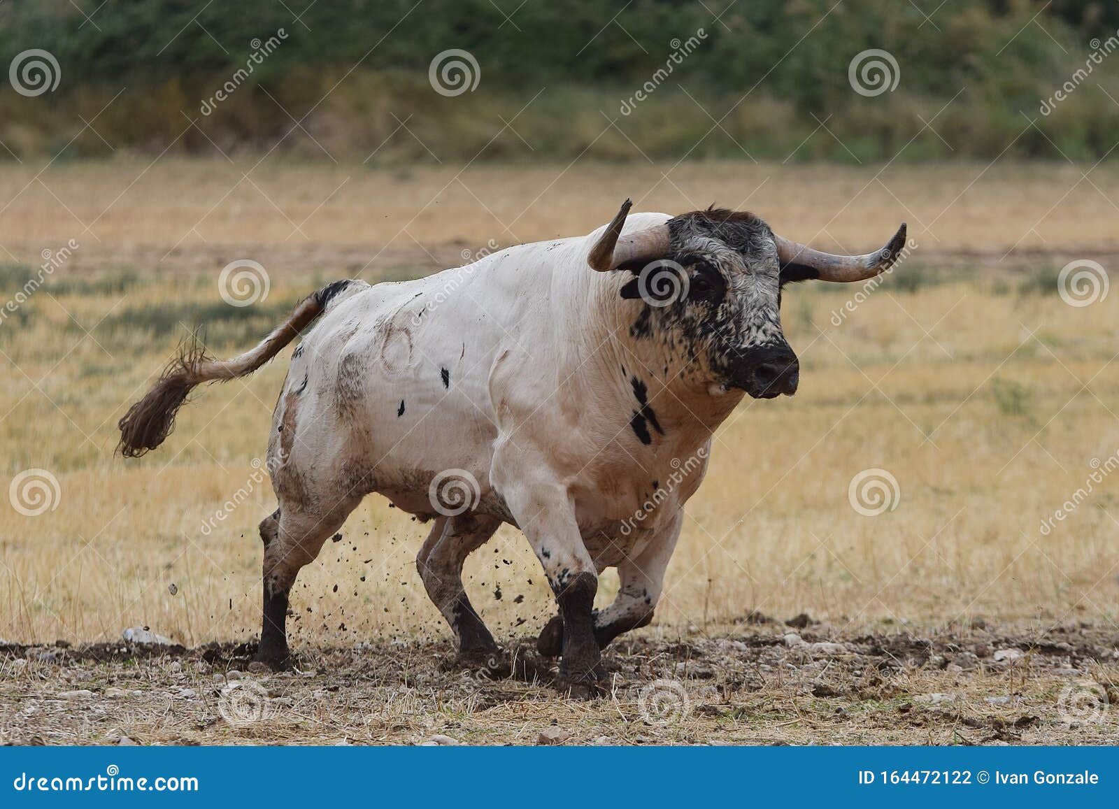 Nice Spanish Bull Running in the Field Stock Photo - Image of spanish ...