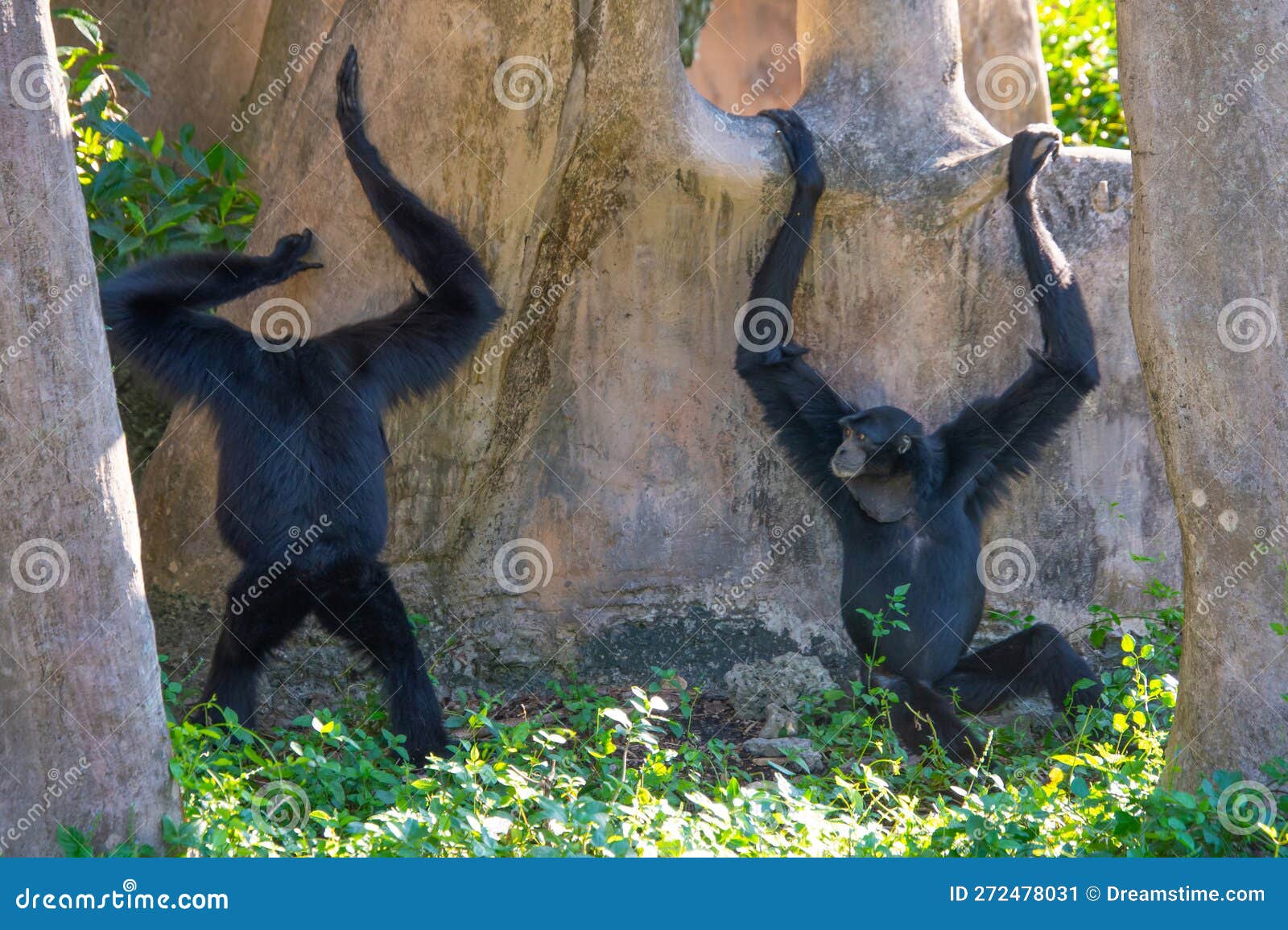 Nice specimen of monkey stock image. Image of zoological - 272478031