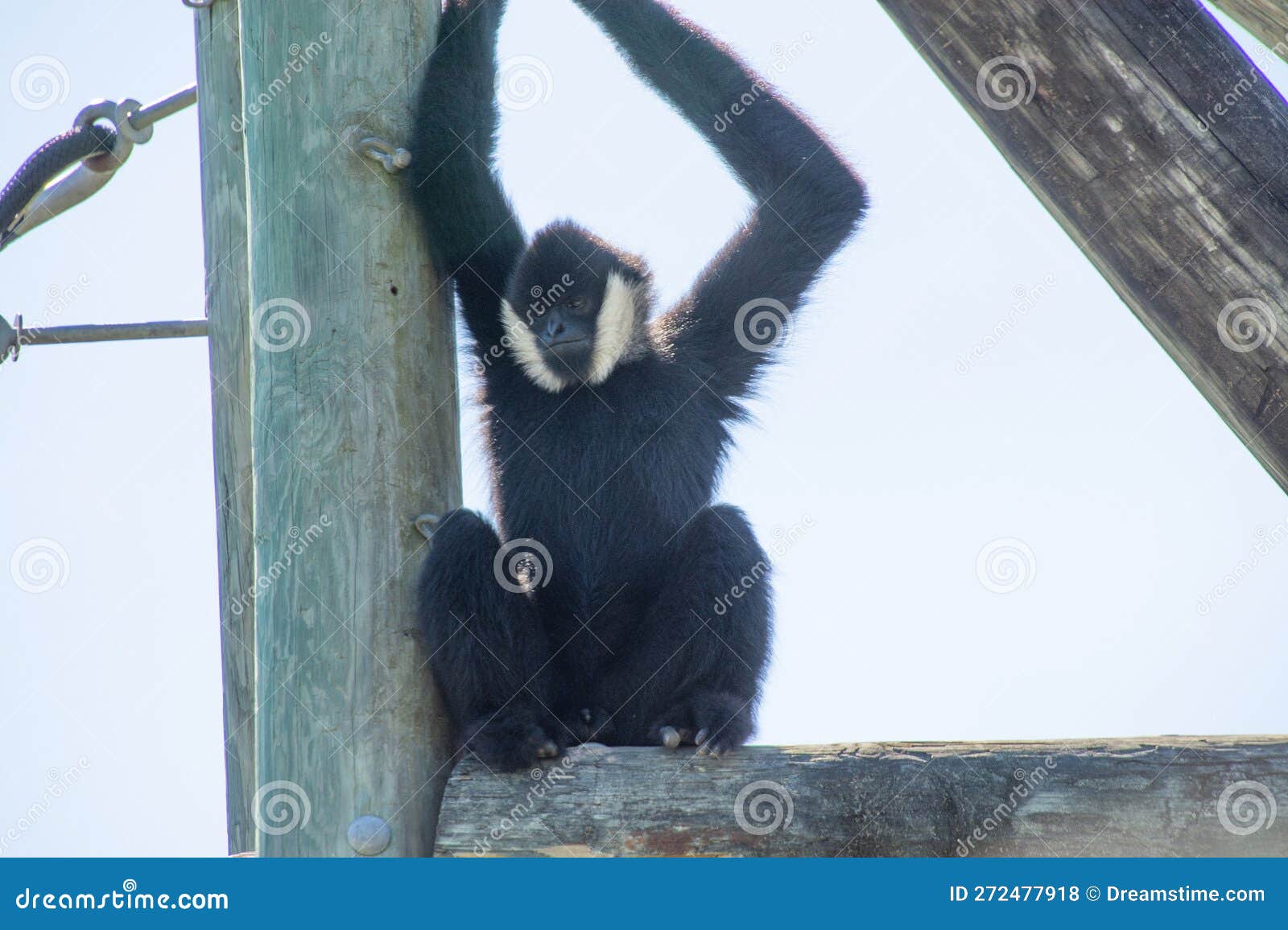 Nice specimen of monkey stock photo. Image of large - 272477918