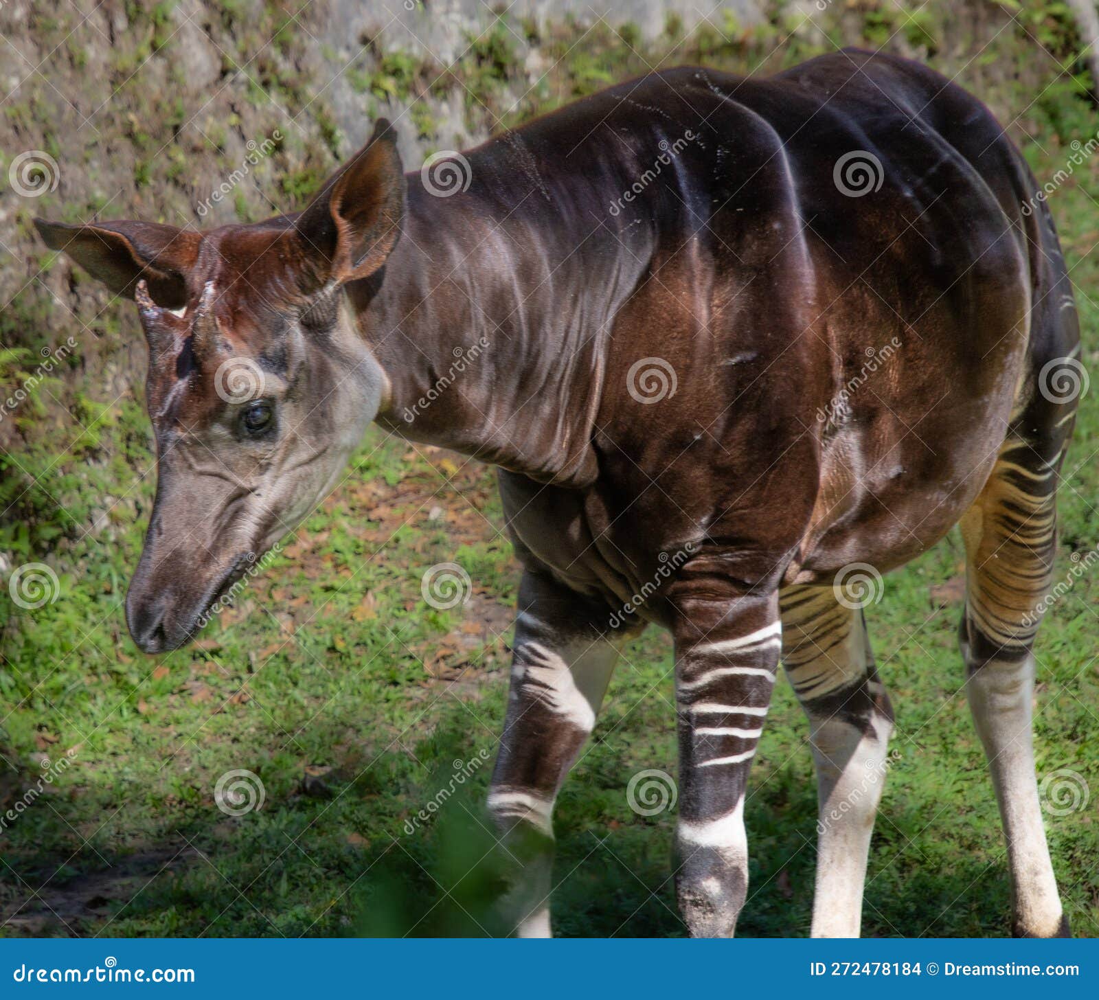 Nice specimen of okapi stock photo. Image of fauna, africa - 272478184