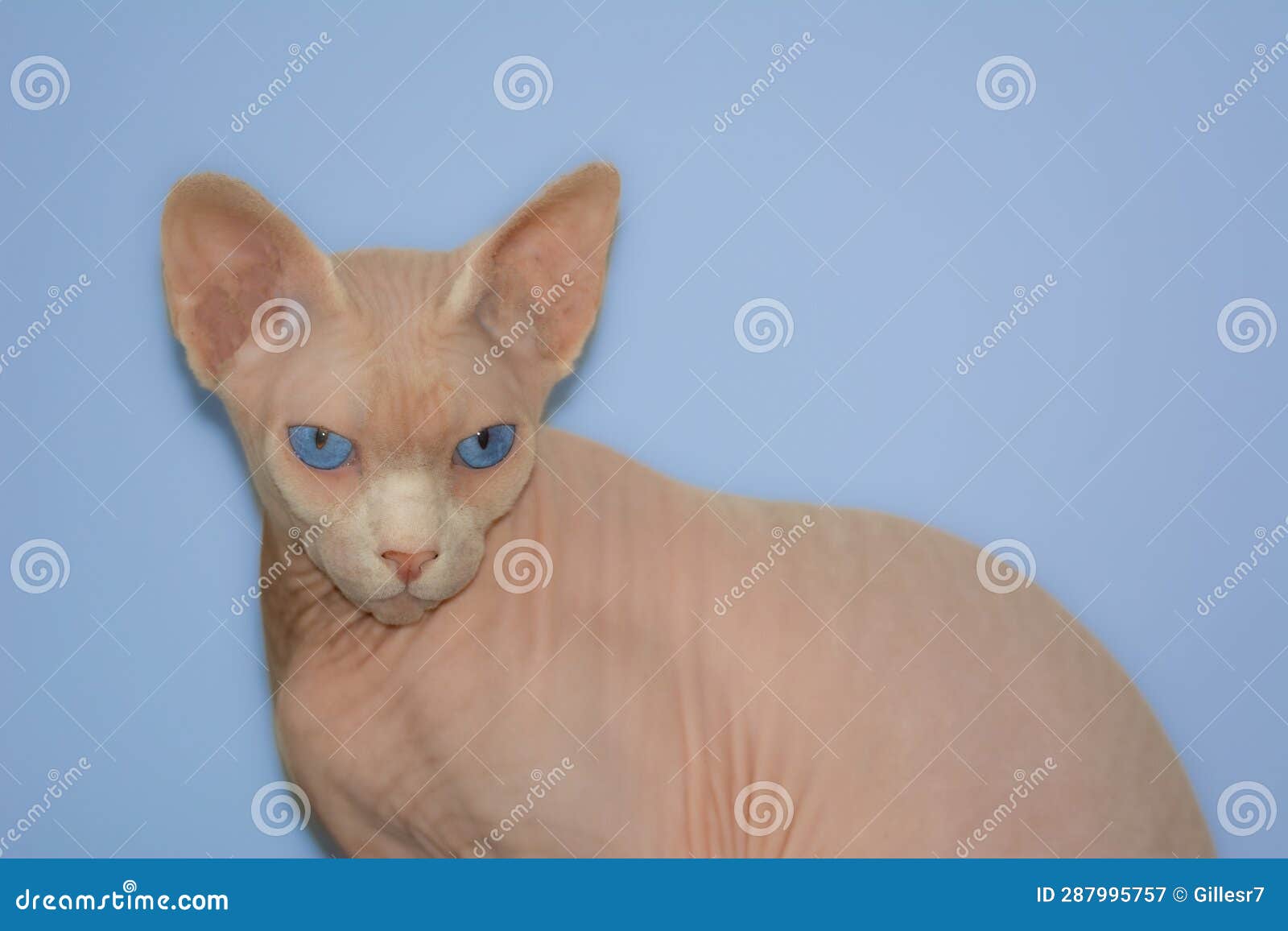 Nice Specimen of a Sphinx Cat Stock Image - Image of purebred, mammal ...