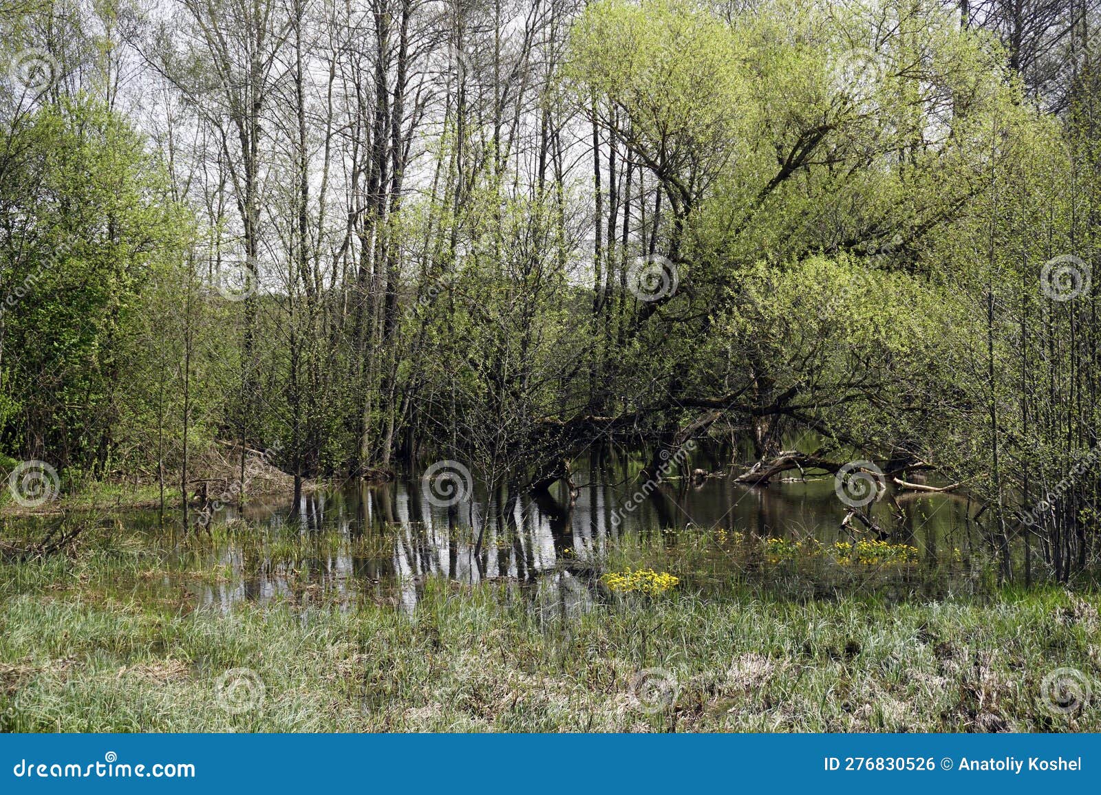 Nice Spring Day in May. in the Floodplain of the River Stock Photo ...