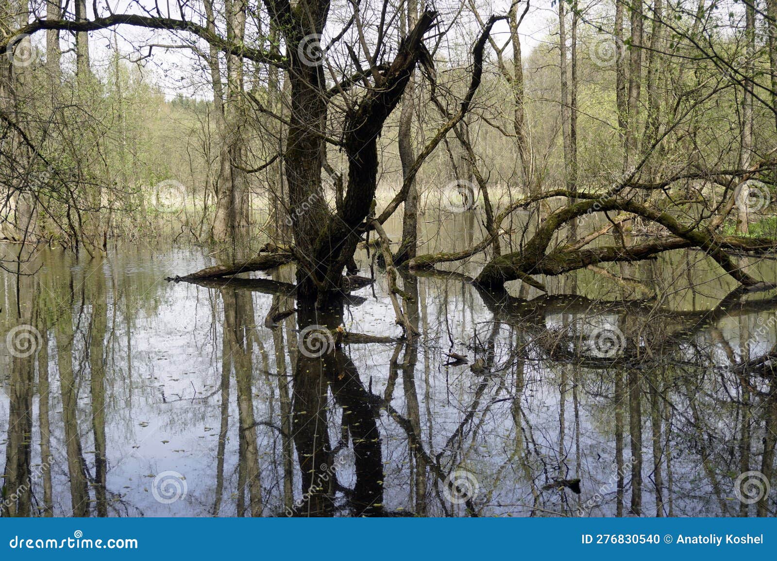 Nice Spring Day in May. in the Floodplain of the River Stock Photo ...