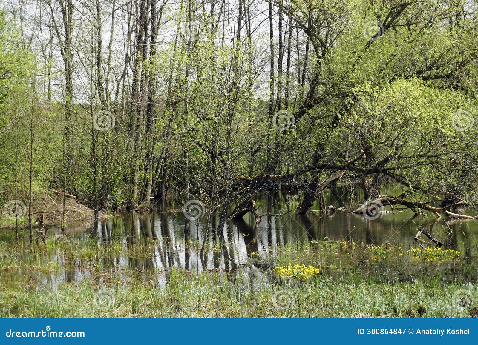 Nice Spring Day in May. in the Floodplain of the River Stock Image ...