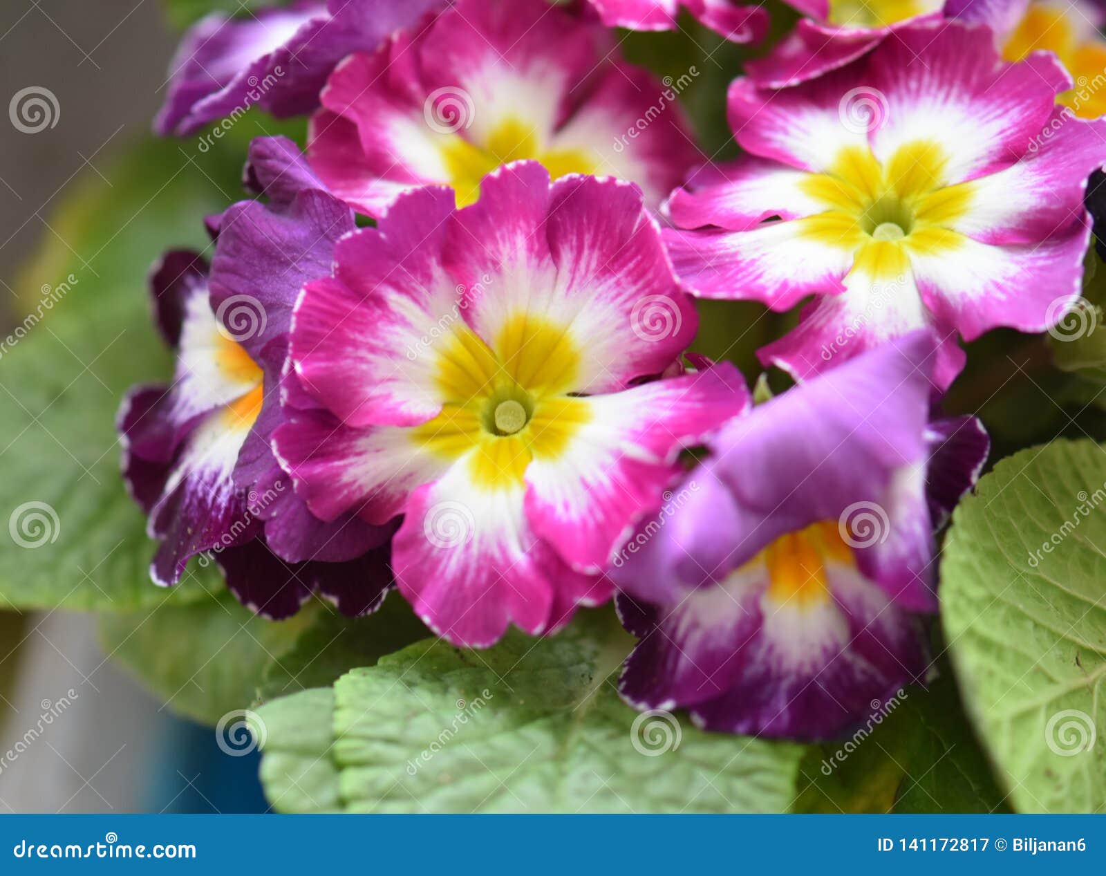 Nice spring flowers stock image. Image of pink, yellow - 141172817