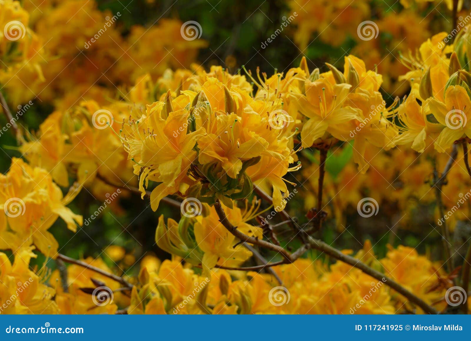 Yellow azalea stock image. Image of leaf, seasonal, bunch - 117241925
