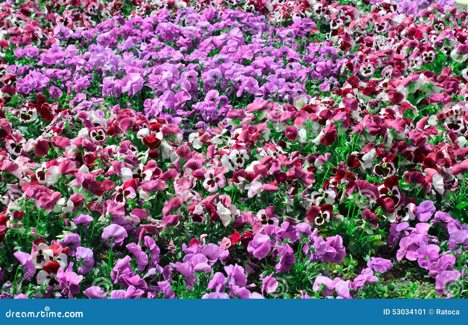 Nice spring garden stock image. Image of nice, color - 53034101