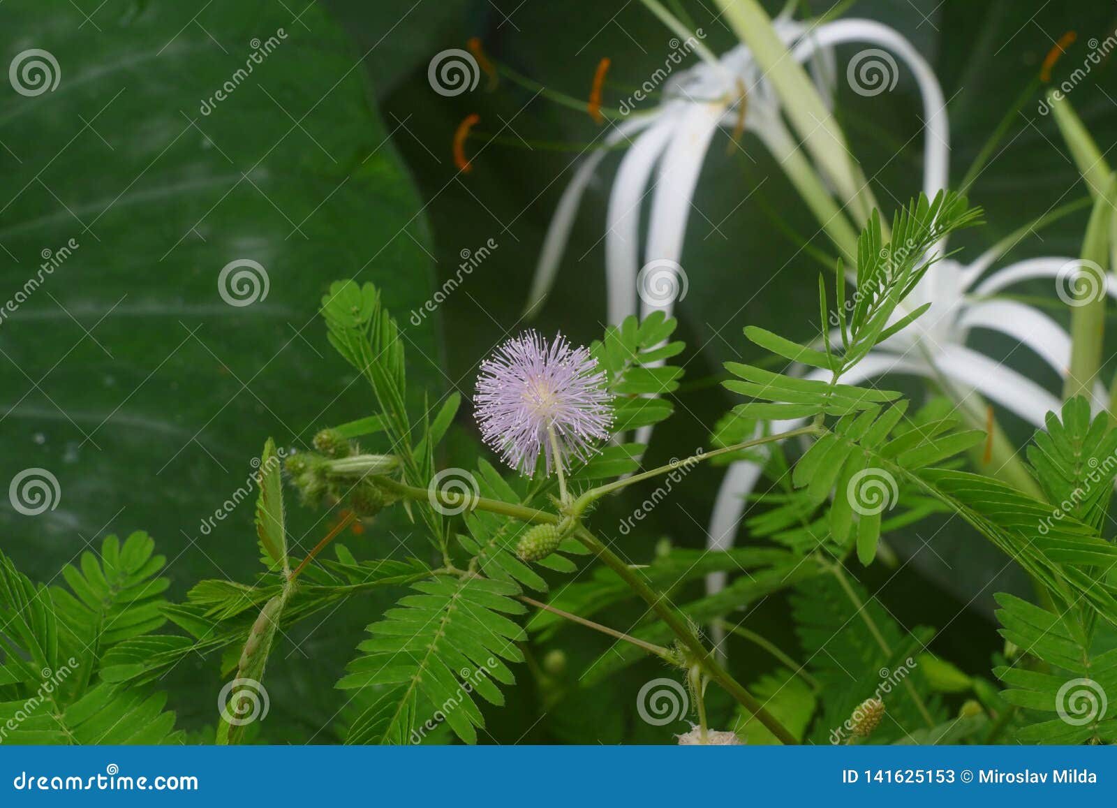 Nice spring Humble plant stock image. Image of botanical - 141625153