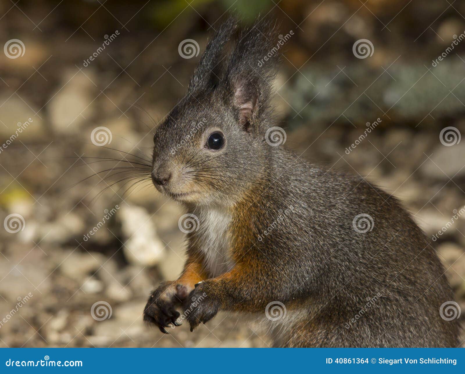 Nice Squirrel Looking Afraid Stock Photo - Image of cute, outdoor: 40861364