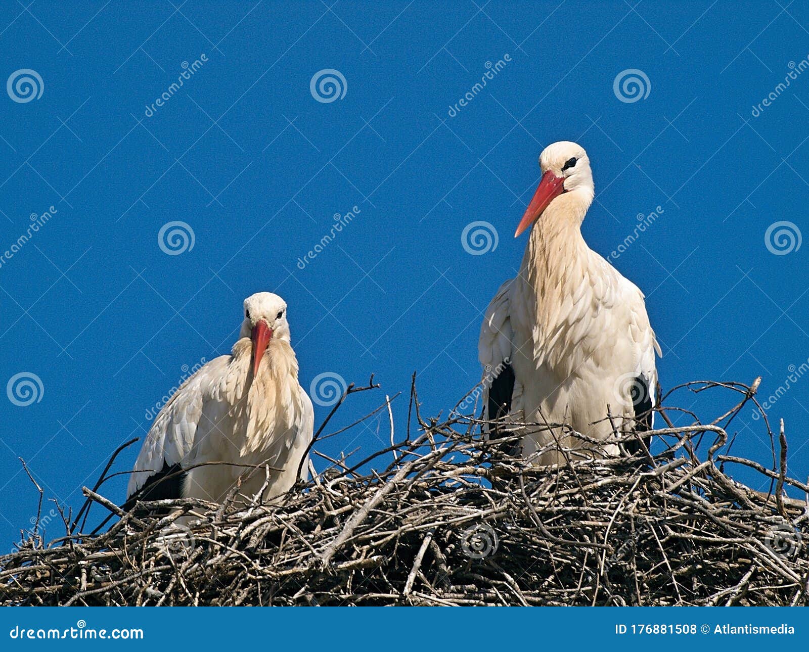 Stork Couple in a Nest in Front of Blue Sky Stock Photo - Image of nest ...