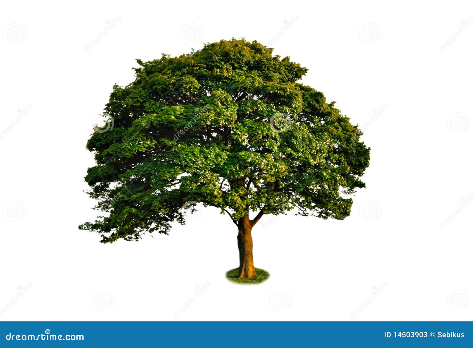Nice strong tree stock image. Image of environment, beauty - 14503903