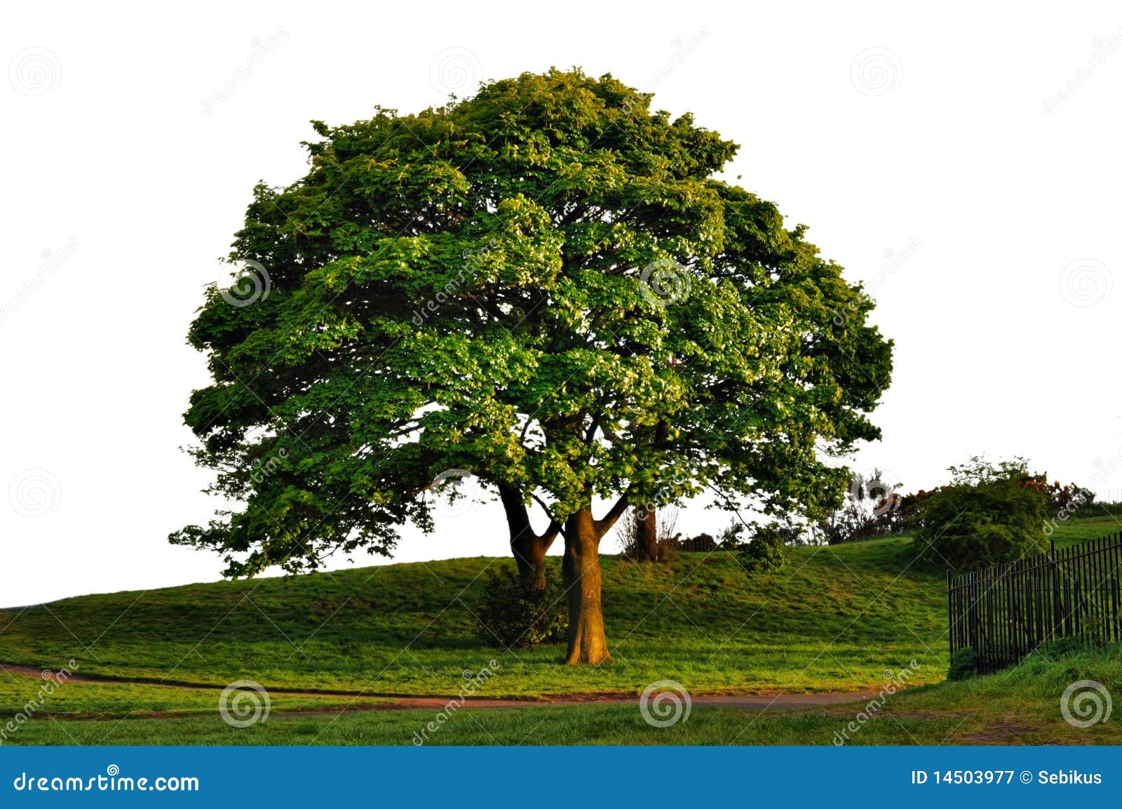 Nice strong tree stock image. Image of country, green - 14503977