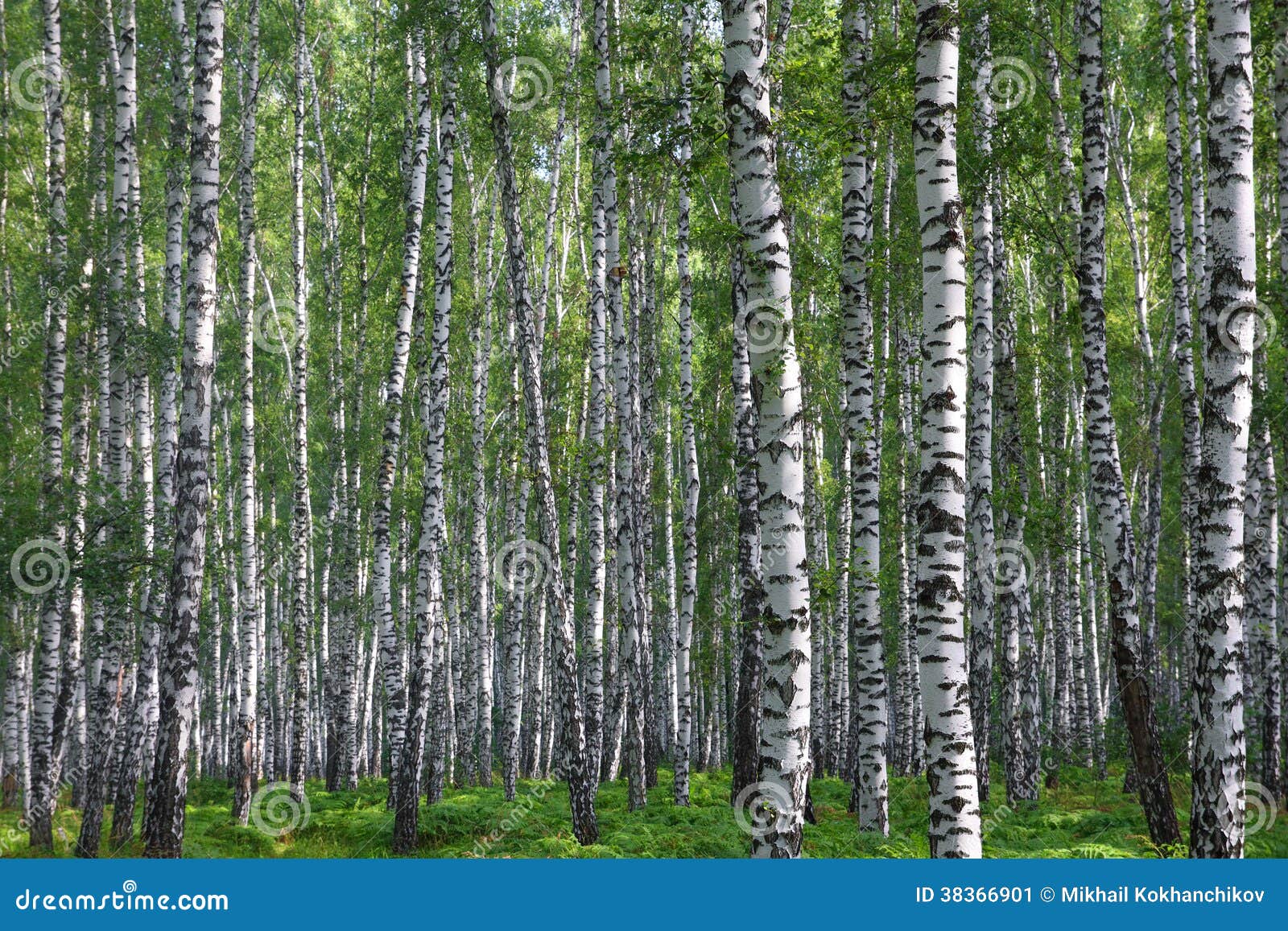 Nice summer birch forest stock image. Image of black - 38366901