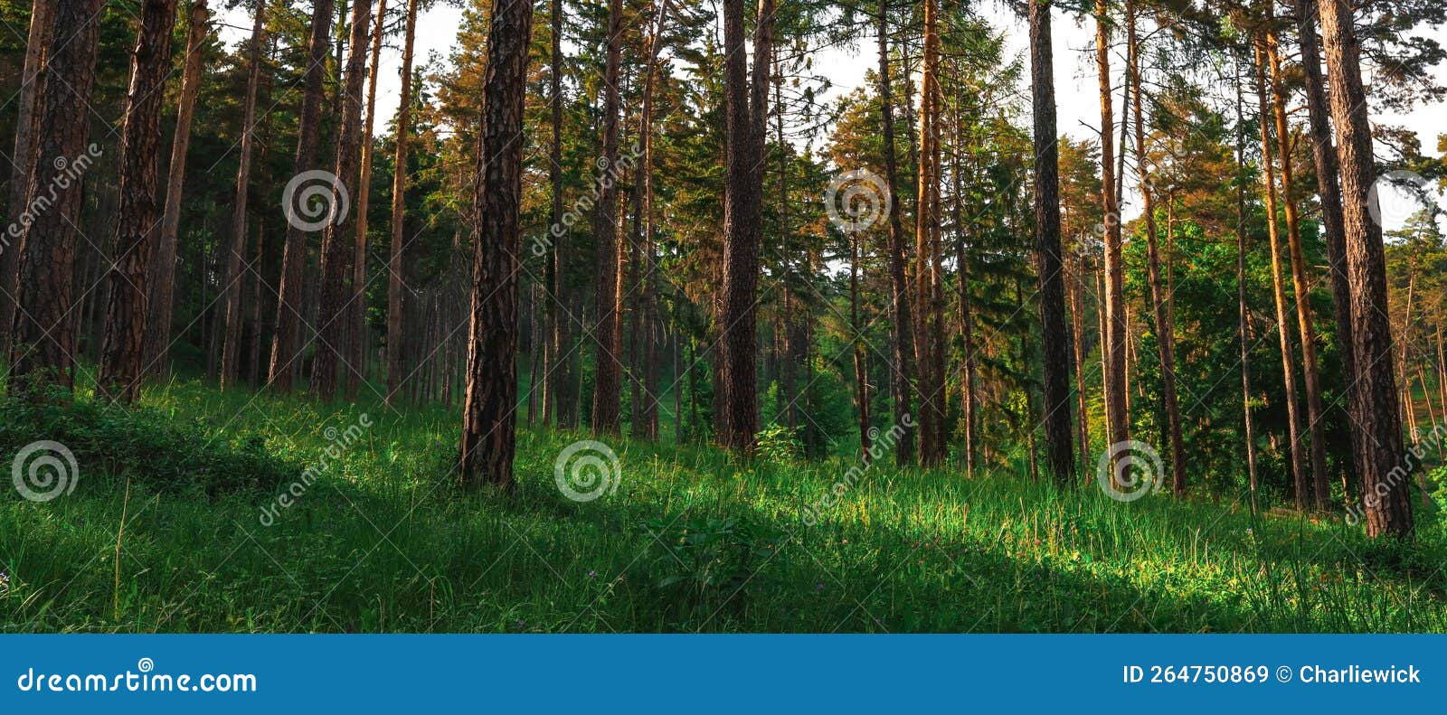 A Nice Summer Day in a Peaceful Forest Landscape. Stock Image - Image ...